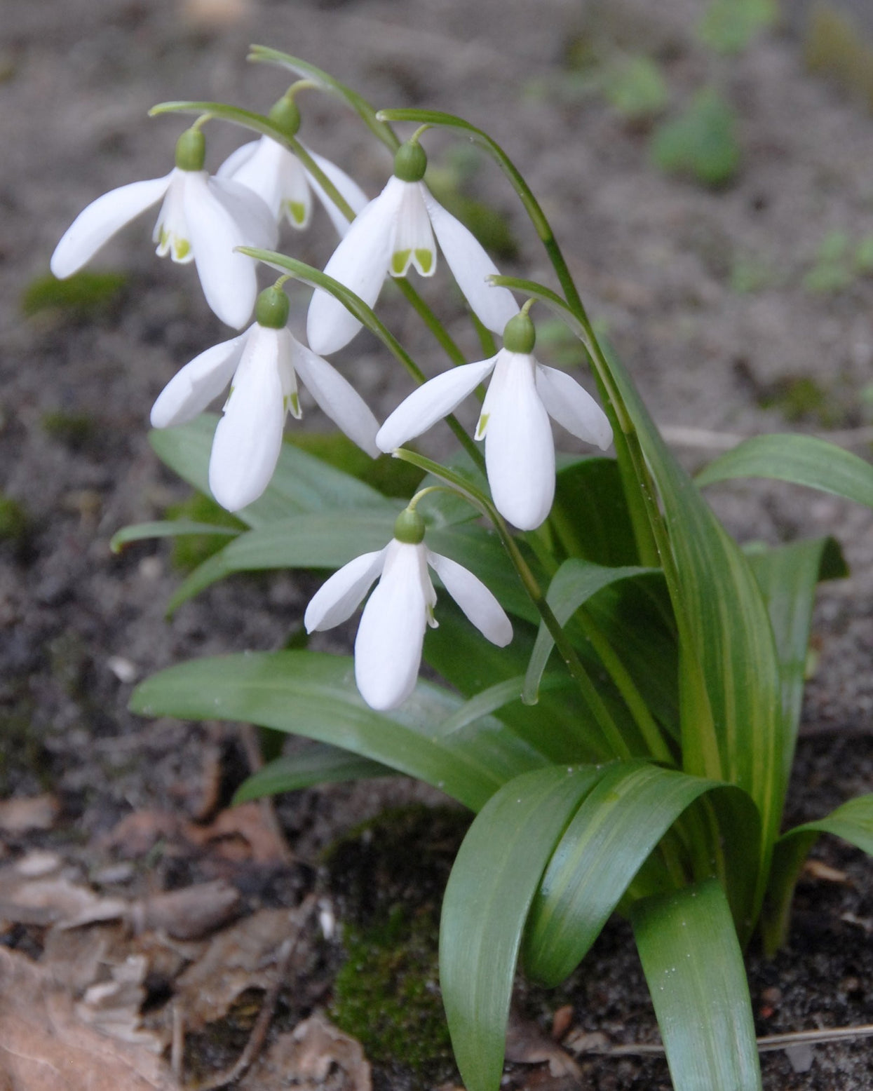 Galanthus woronowii bulbs — Buy Giant Snowdrop bulbs online at Farmer ...
