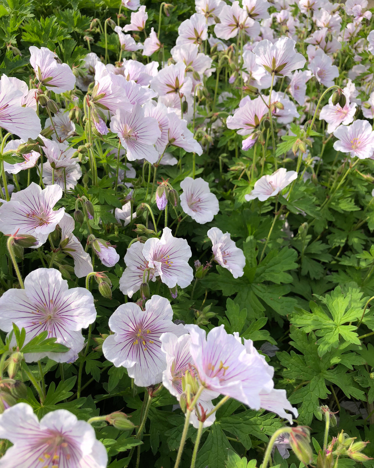 Geranium himalayense 'Alaska Rivers' syn. 'Derrick Cook' bare roots ...