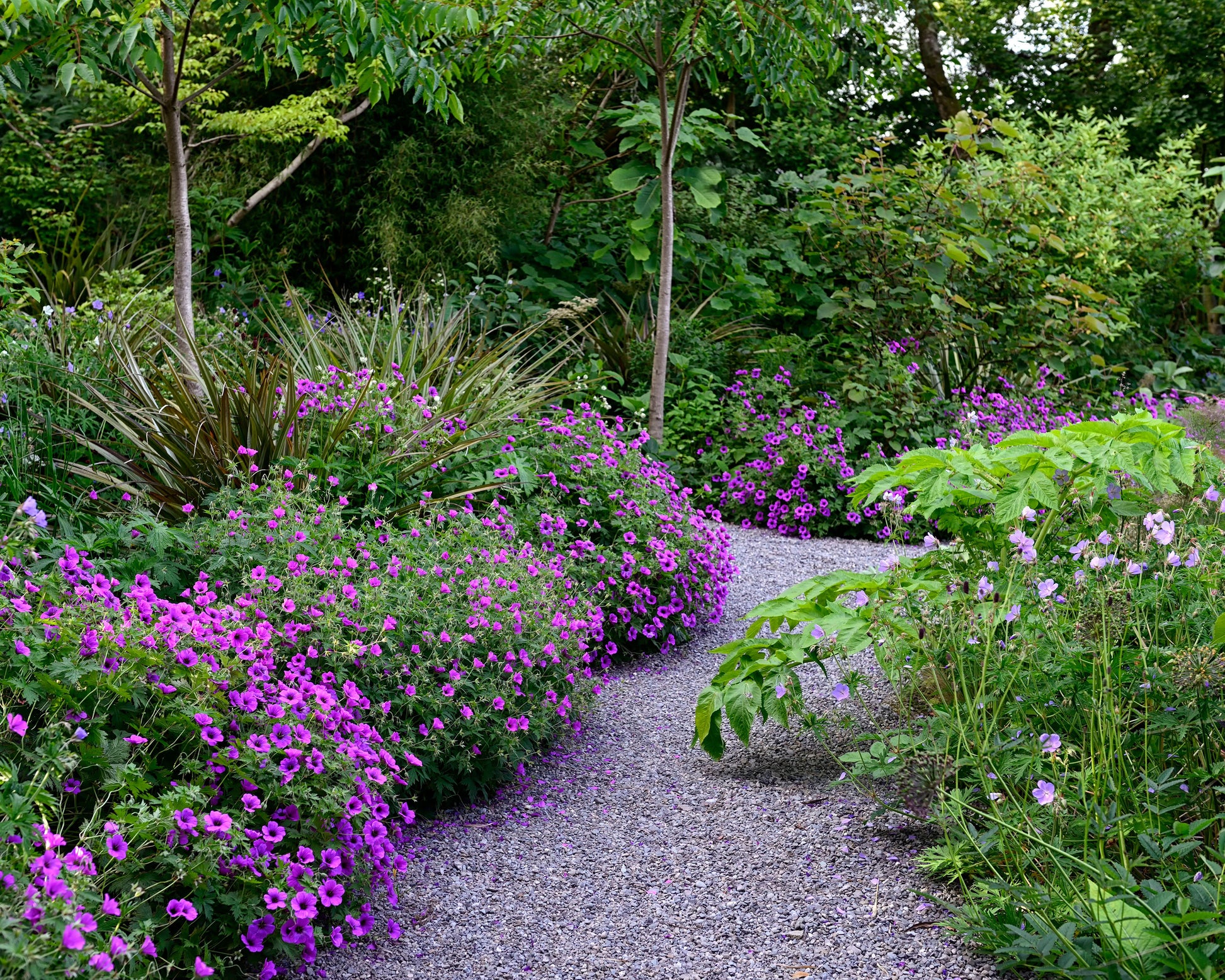Geranium 'Anne Thomson' bare roots — Buy magenta cranesbill online at ...