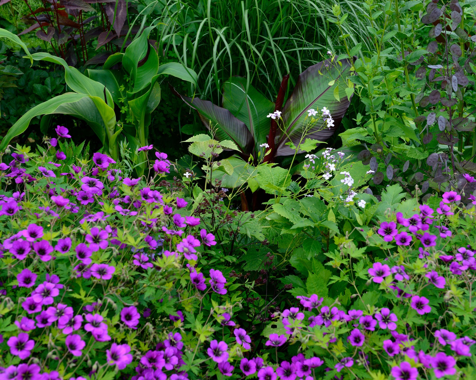 Geranium 'Anne Thomson' bare roots | Buy magenta cranesbill online at ...