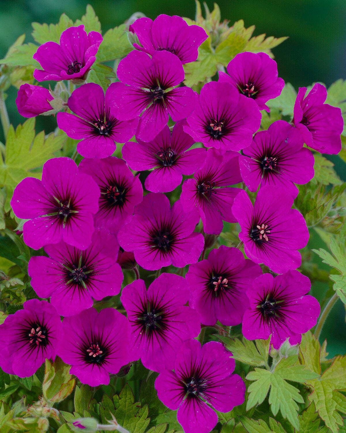 Geranium 'Anne Thomson' bare roots | Buy magenta cranesbill online at ...
