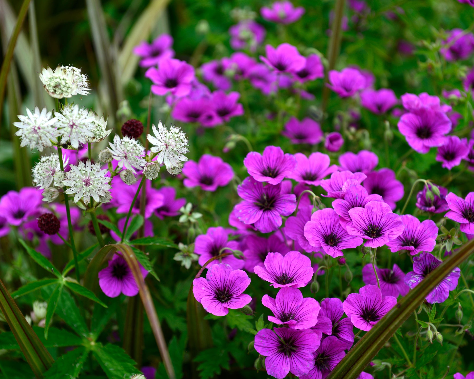 Geranium 'Anne Thomson' bare roots | Buy magenta cranesbill online at ...