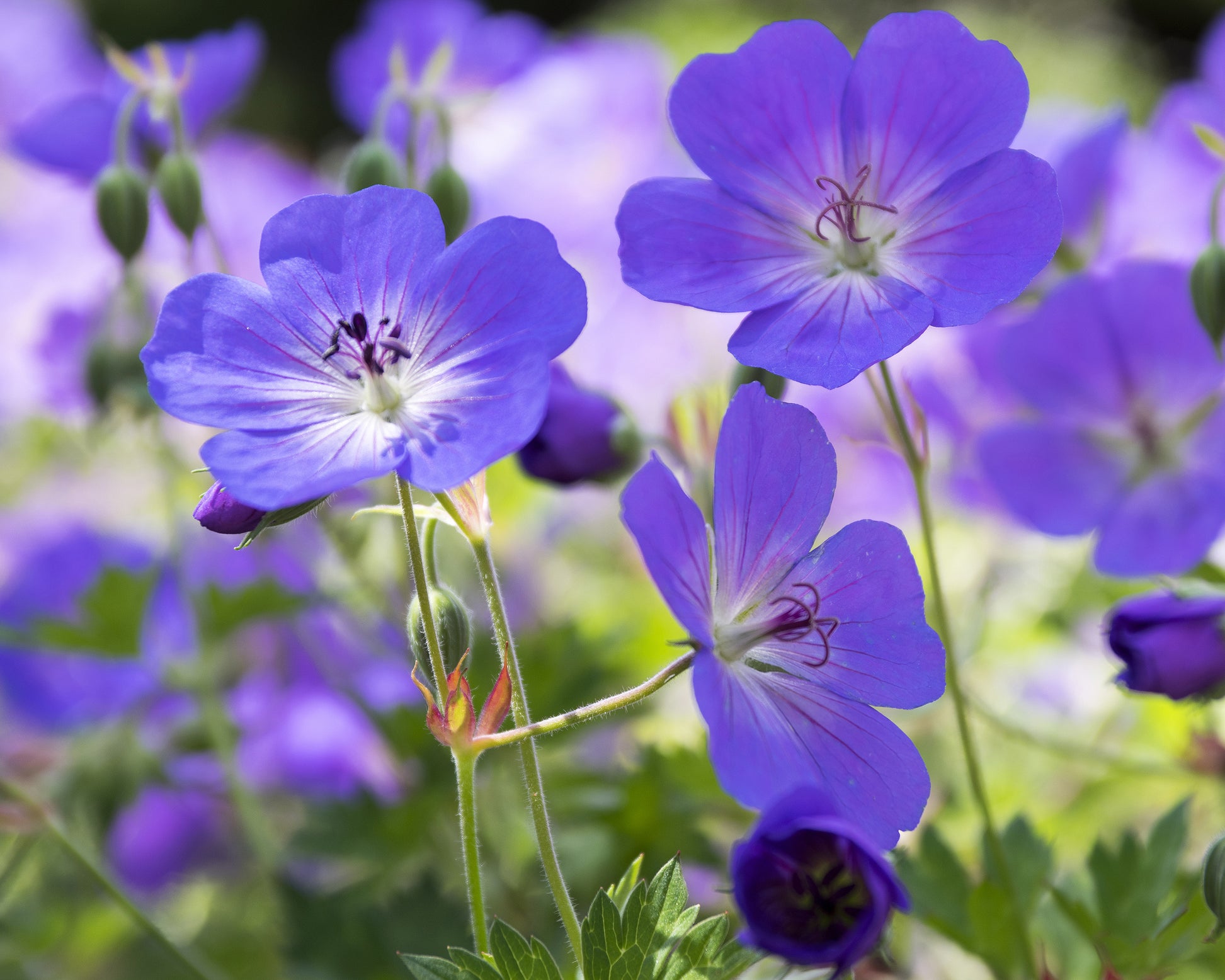Geranium 'Brookside' bare roots — Buy blue 'Cranesbill' online at ...
