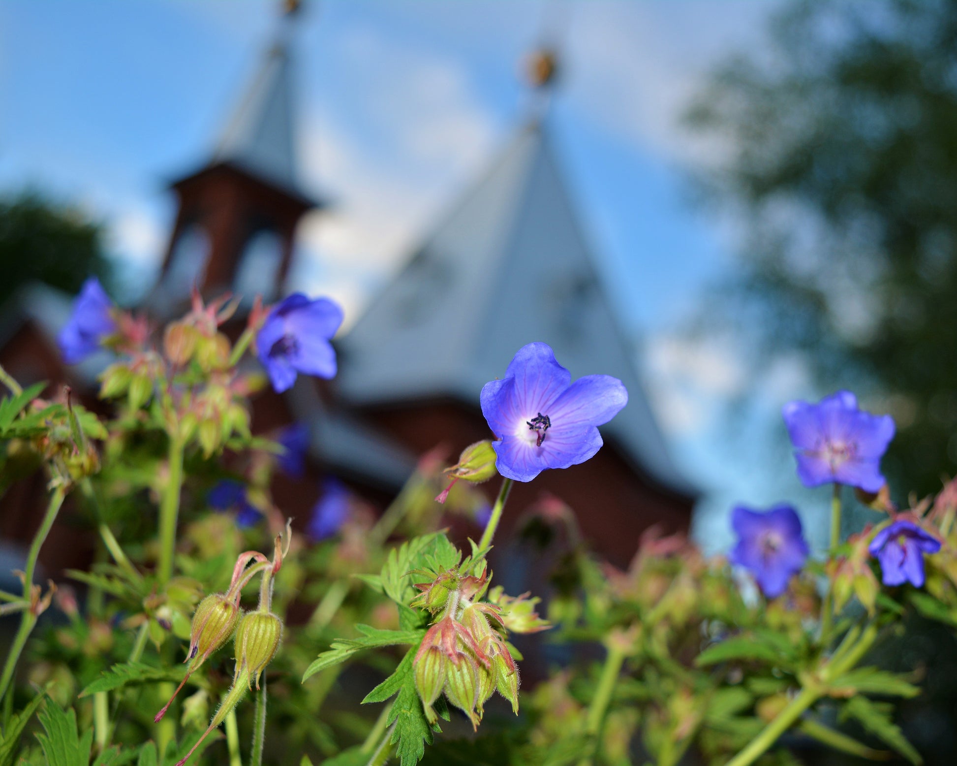 Geranium 'Brookside' bare roots — Buy blue 'Cranesbill' online at ...
