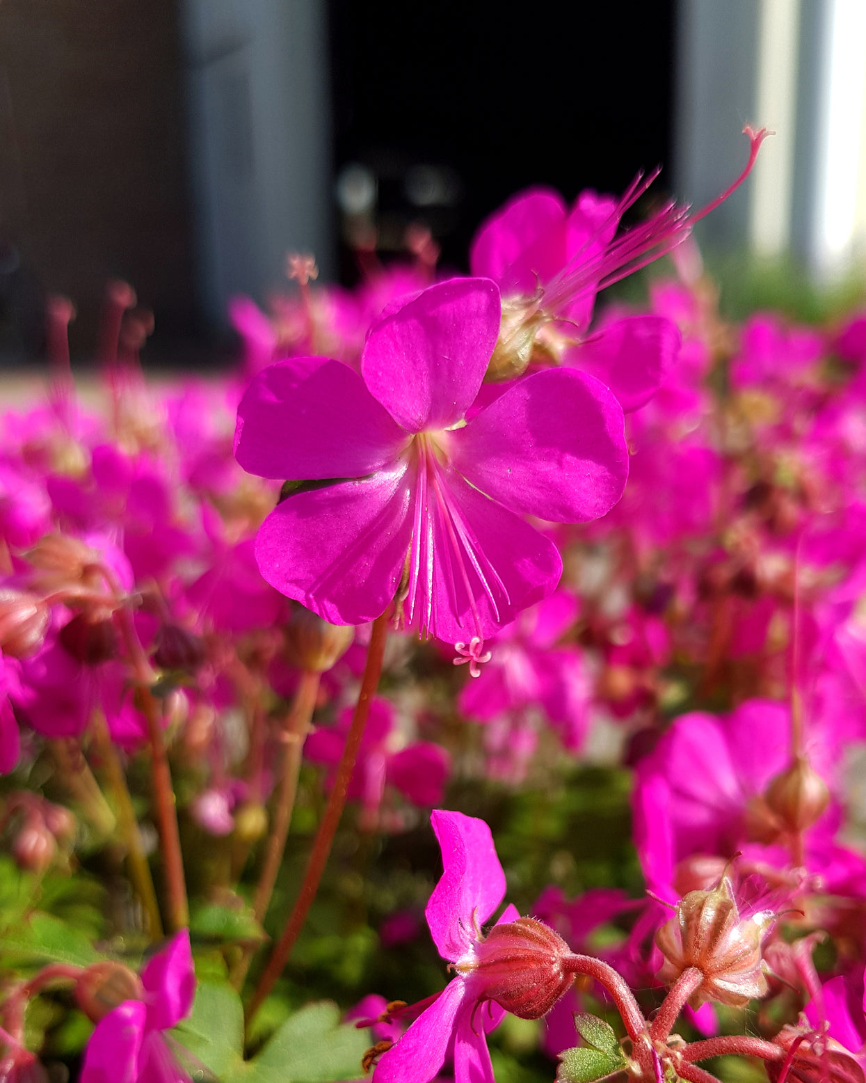 Geranium cantabrigiense 'Intense' bare roots | Buy hot pink cranesbill ...
