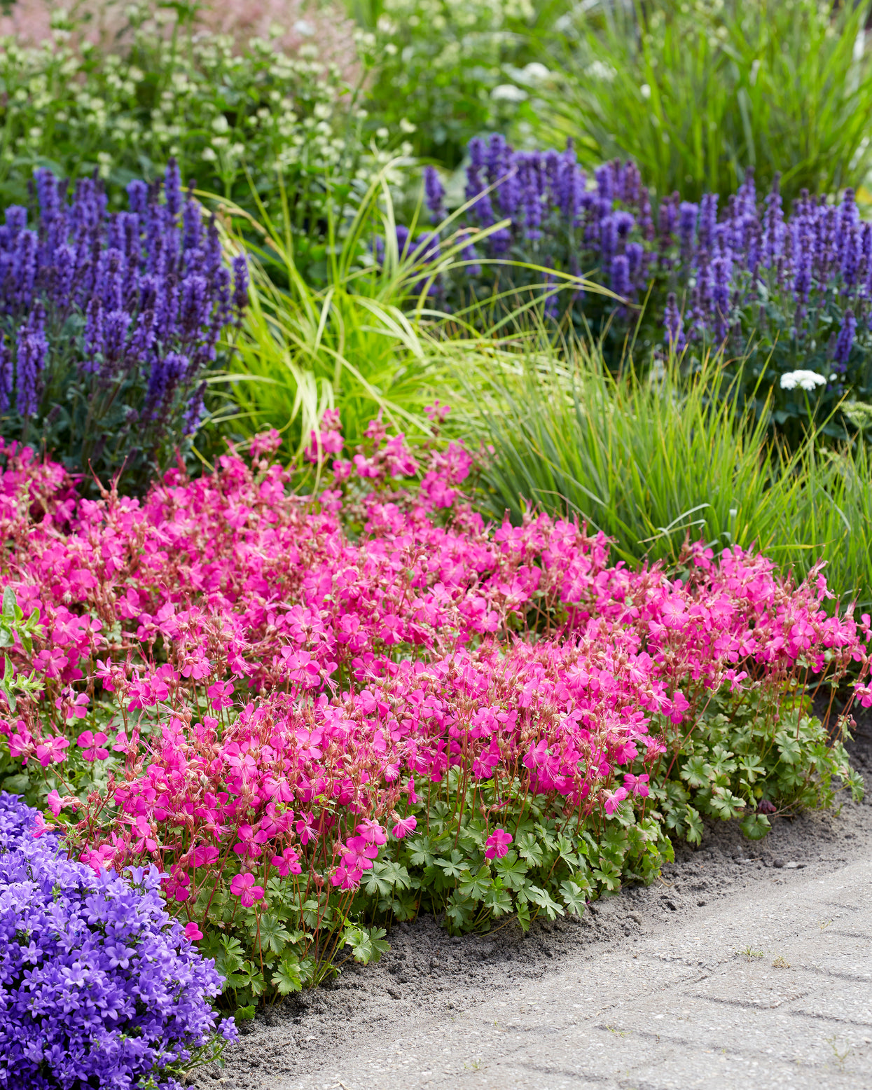 Geranium cantabrigiense 'Intense' bare roots — Buy hot pink cranesbill ...
