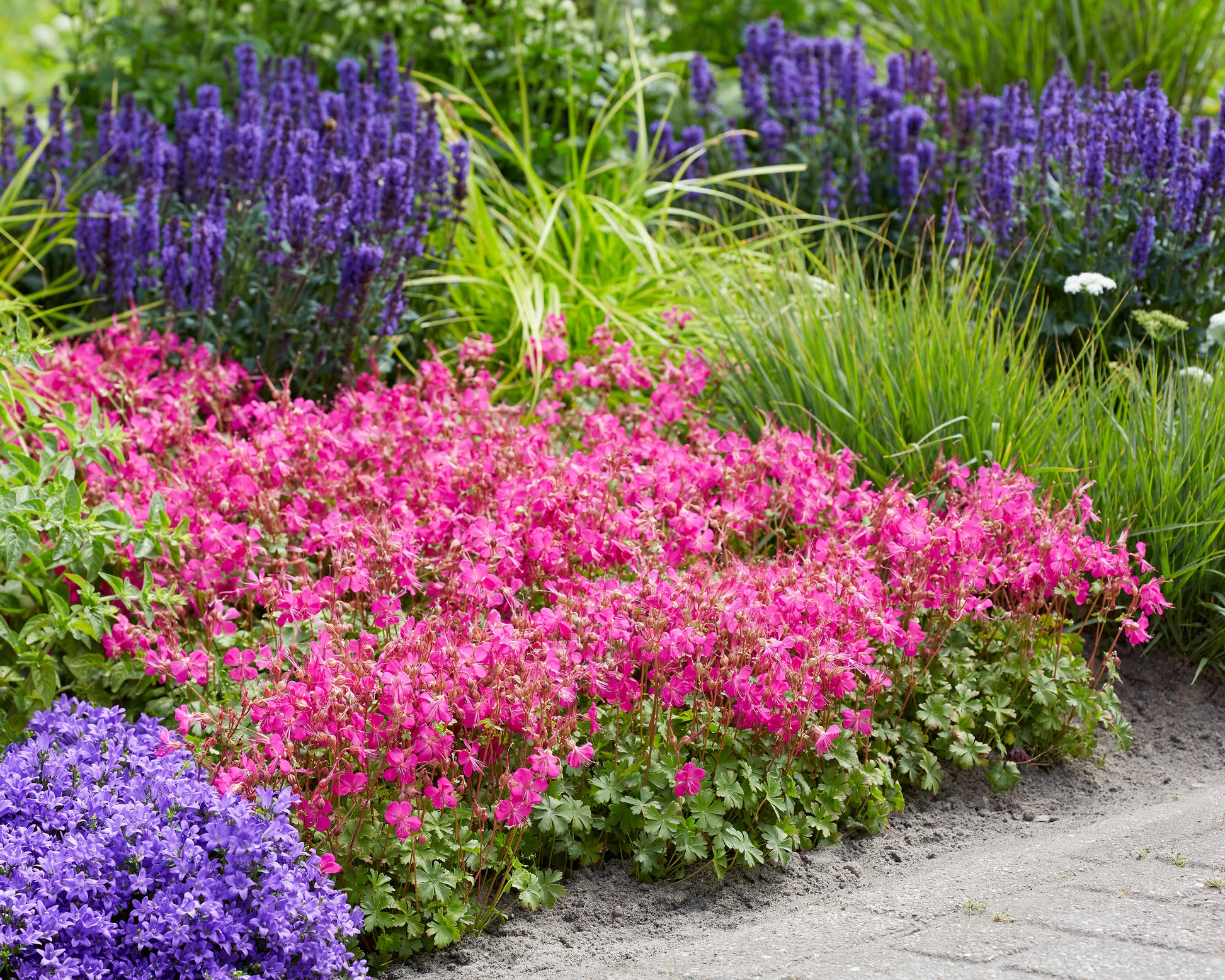Geranium cantabrigiense 'Intense' bare roots | Buy hot pink cranesbill ...