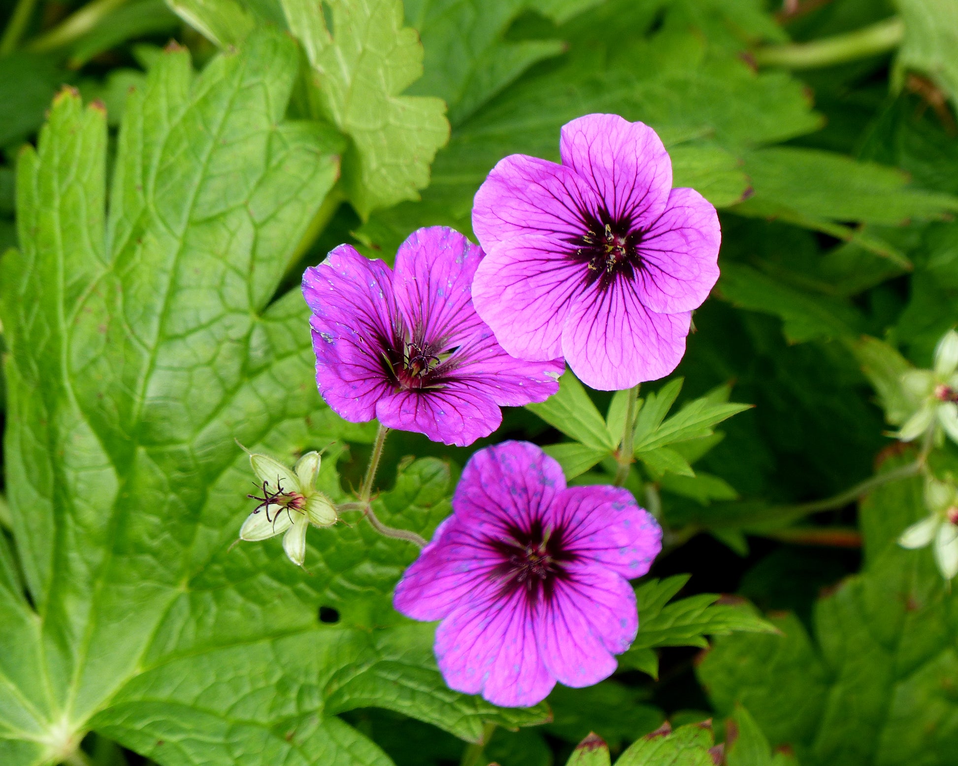 Geranium psilostemon 'Ivan' bare roots — Buy pink 'Cranesbill' online ...