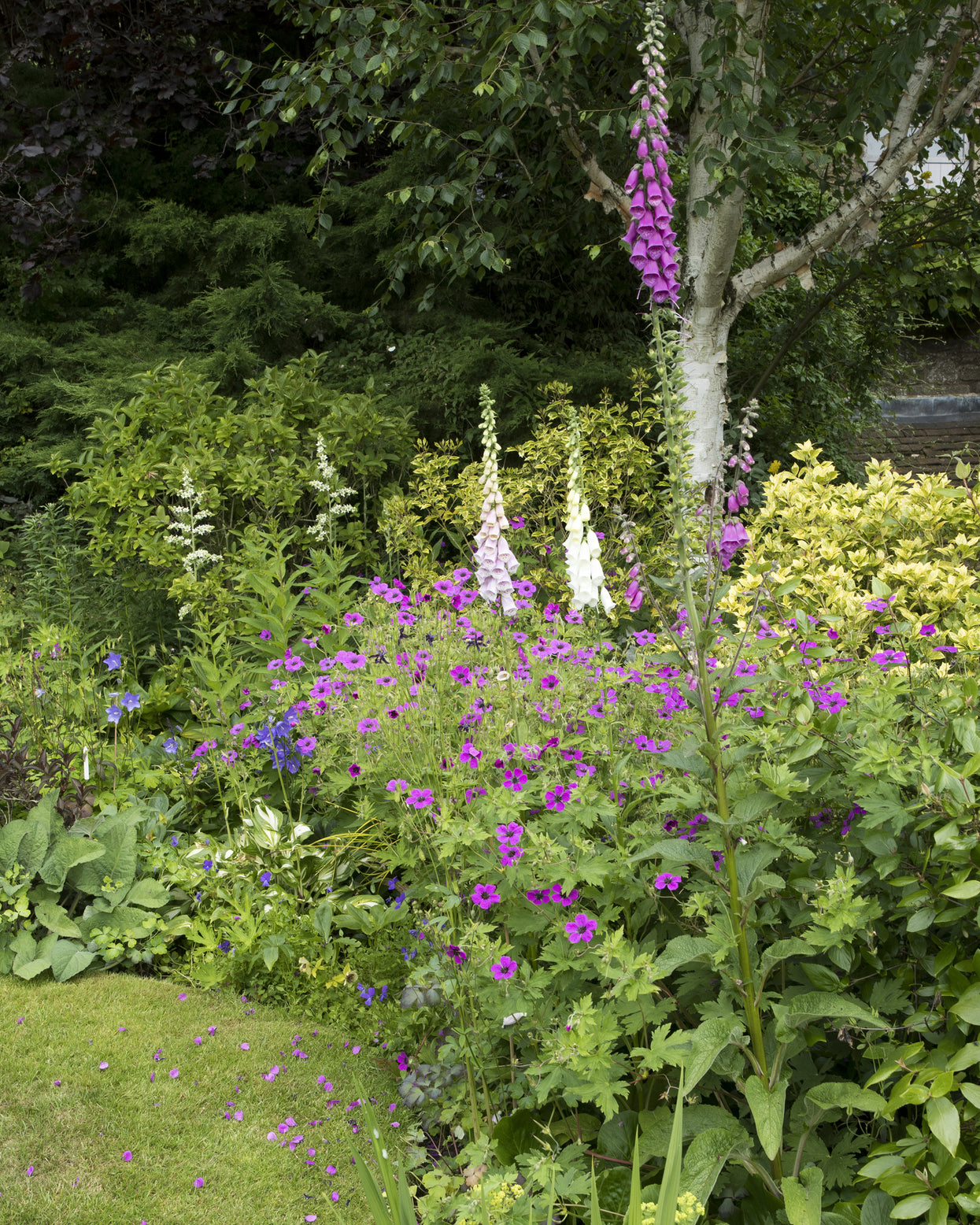 Geranium psilostemon 'Ivan' bare roots — Buy pink 'Cranesbill' online ...
