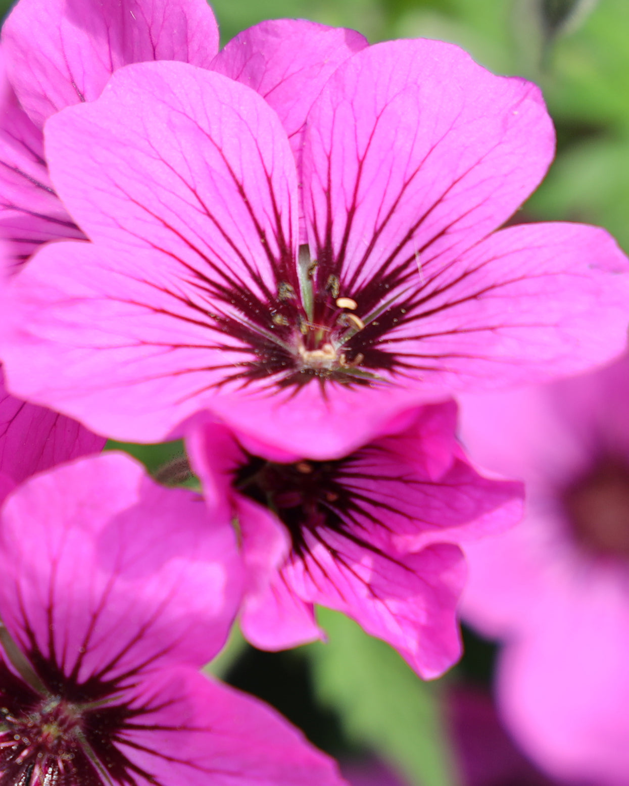 Geranium psilostemon 'Ivan' bare roots — Buy pink 'Cranesbill' online ...