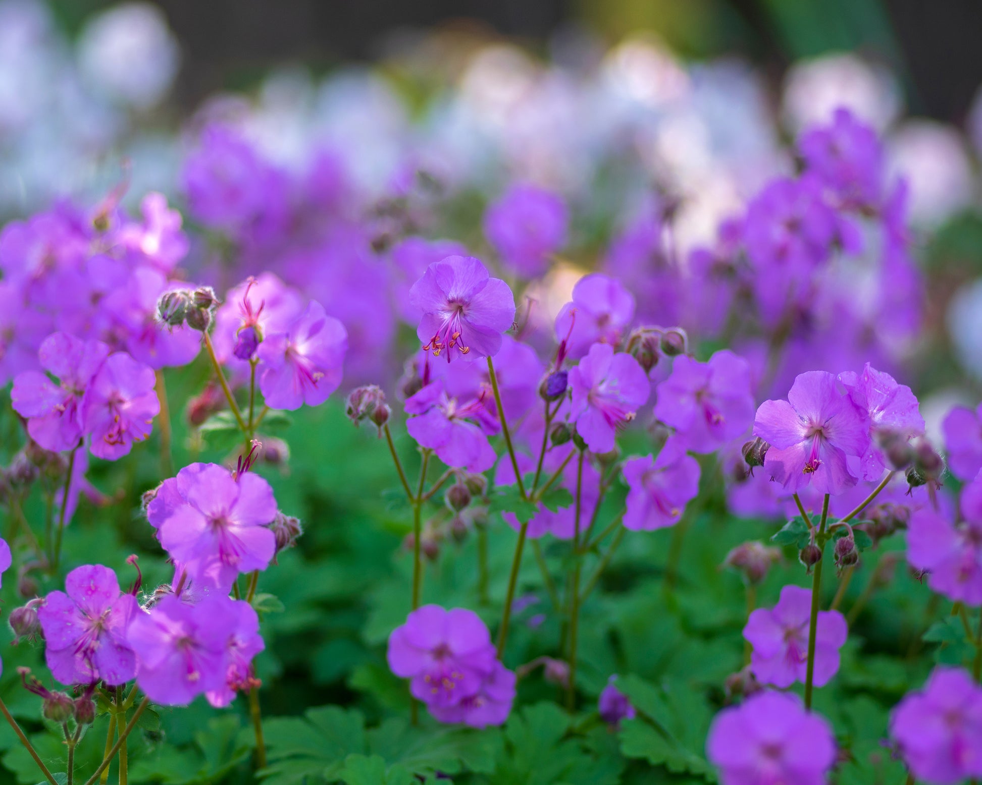 Geranium × cantabrigiense 'Karmina' bare roots | Buy pink cranesbill ...