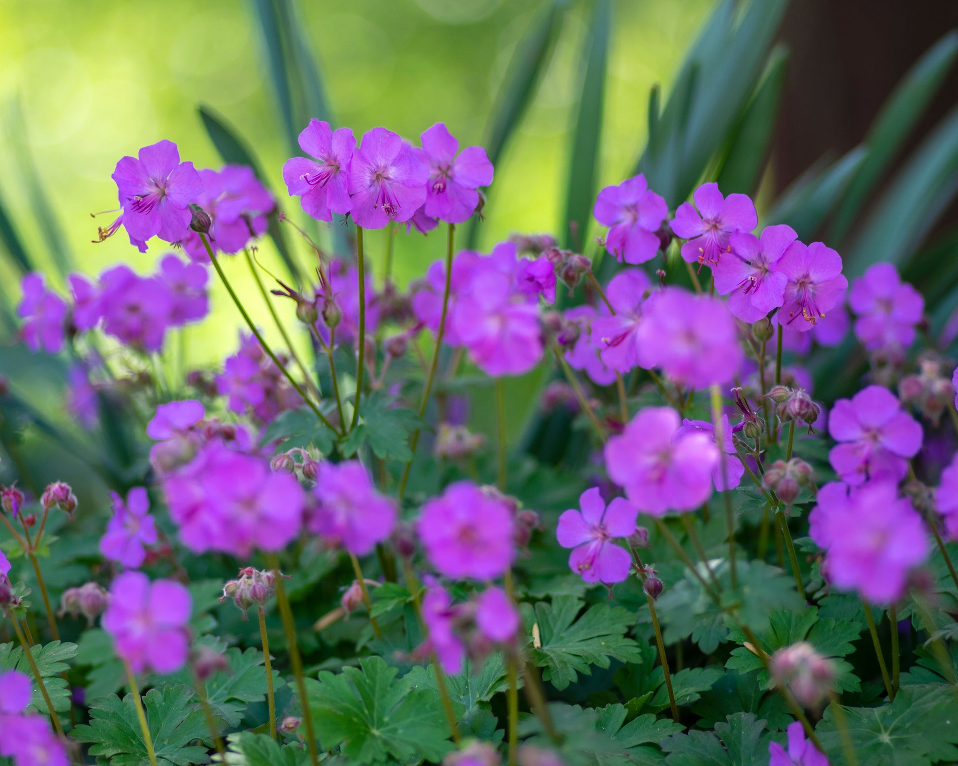 Geranium × cantabrigiense 'Karmina' bare roots | Buy pink cranesbill ...