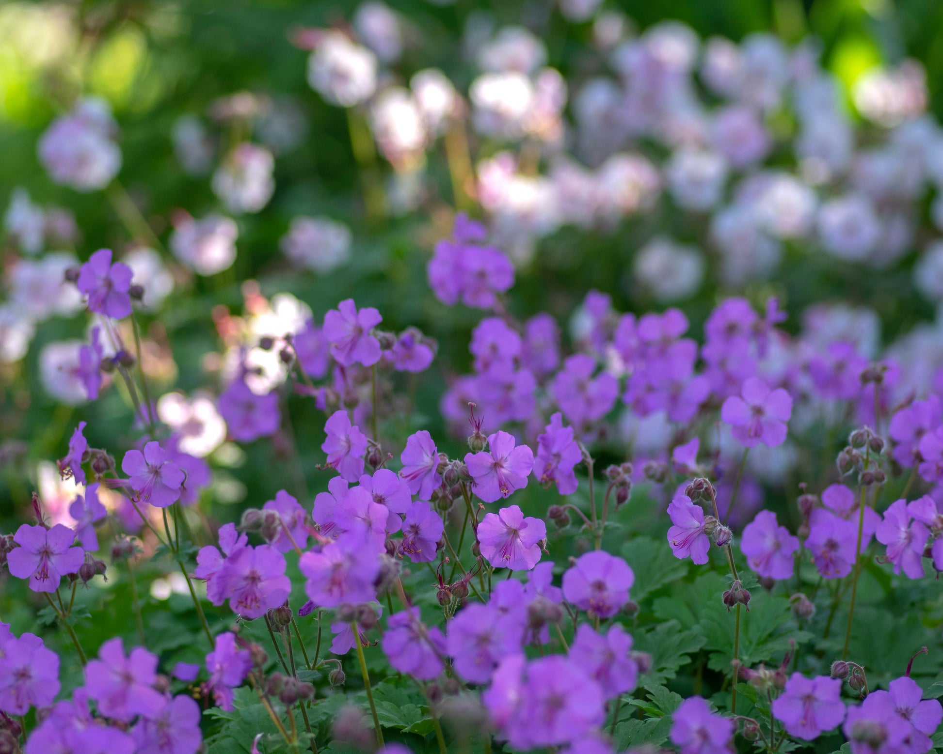 Geranium × cantabrigiense 'Karmina' bare roots | Buy pink cranesbill ...