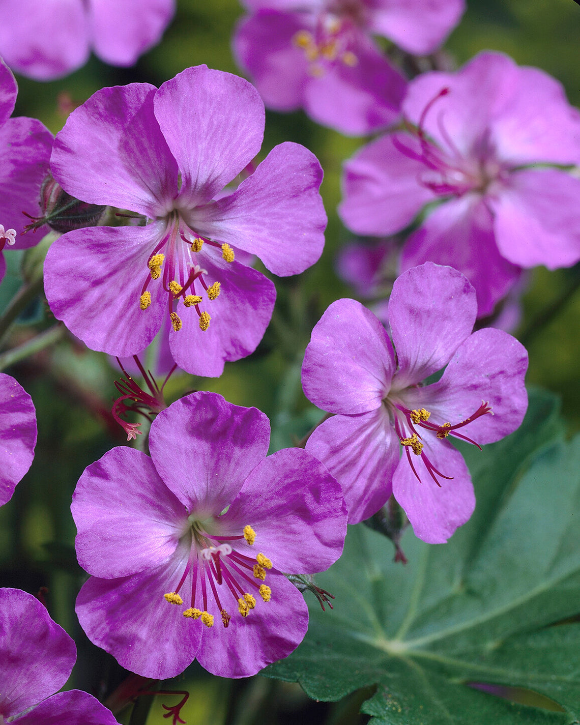 Geranium × cantabrigiense 'Karmina' bare roots — Buy pink cranesbill ...
