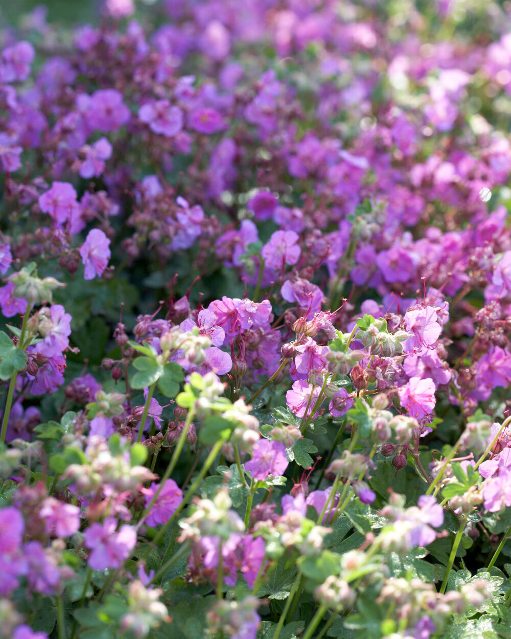 Geranium × cantabrigiense 'Karmina' bare roots | Buy pink cranesbill ...