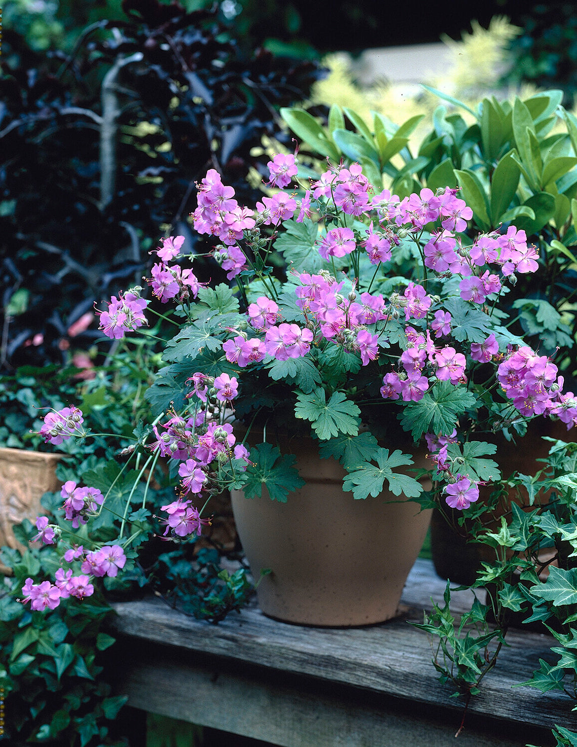 Geranium × cantabrigiense 'Karmina' bare roots — Buy pink cranesbill ...