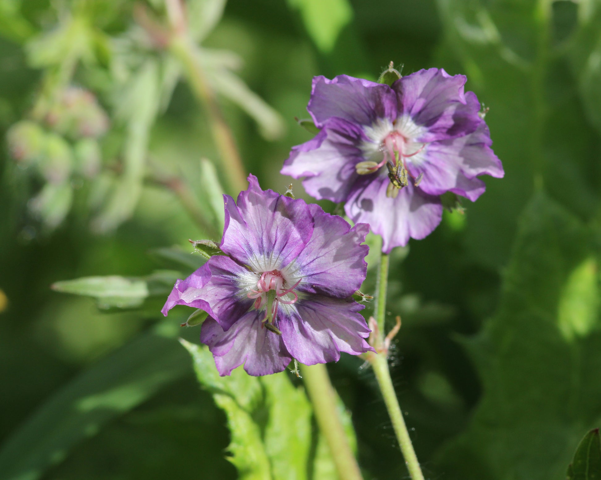 Geranium Censation™ 'Kora' bare roots — Buy mauve cranesbill online at ...