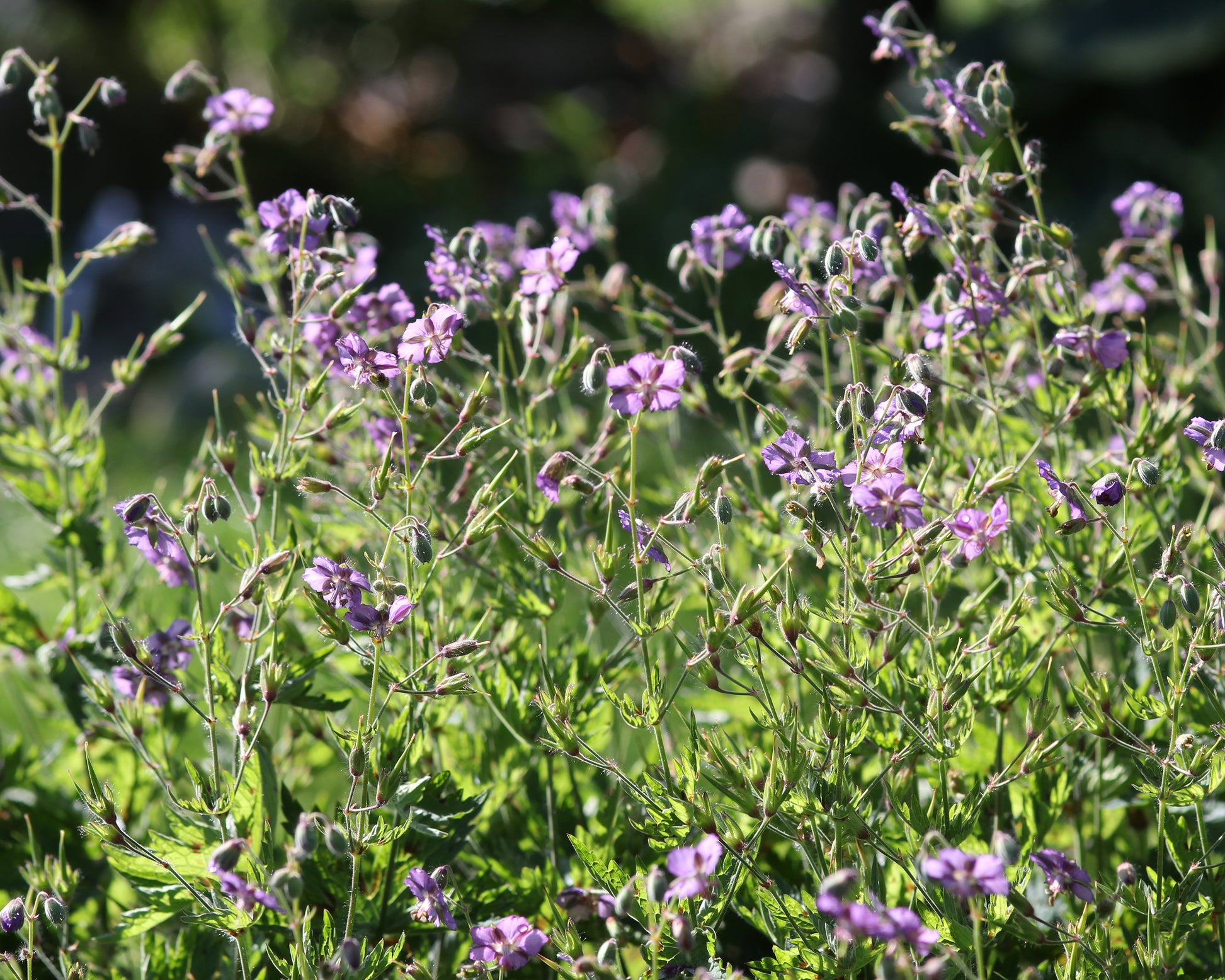 Geranium Censation™ 'Kora' bare roots — Buy mauve cranesbill online at ...