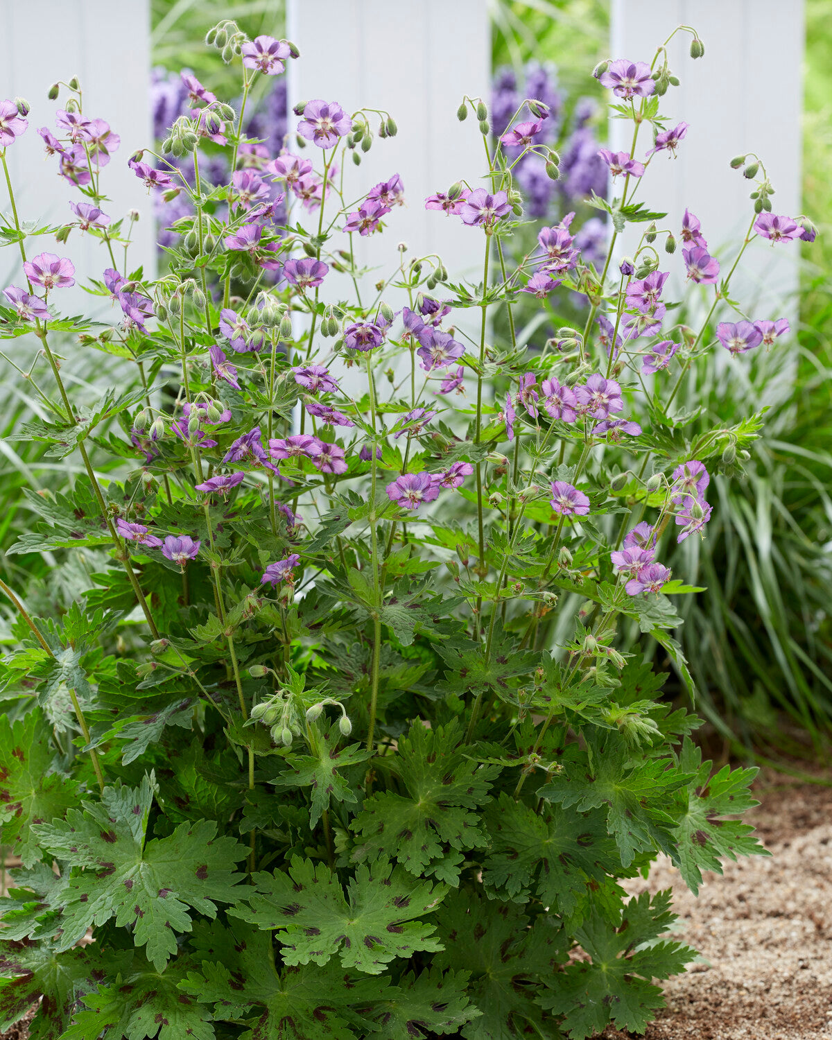 Geranium Censation™ Kora Bare Roots — Buy Mauve Cranesbill Online At