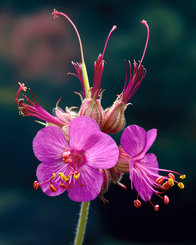 Geranium 'Joseph Green' bare roots — Buy double-flowered cranesbill ...