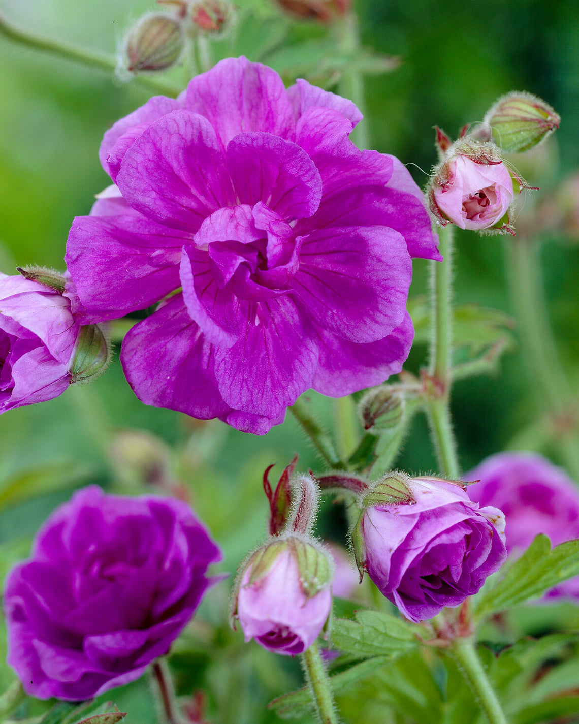 Geranium himalayense 'Plenum' bare roots — Buy double-flowered ...