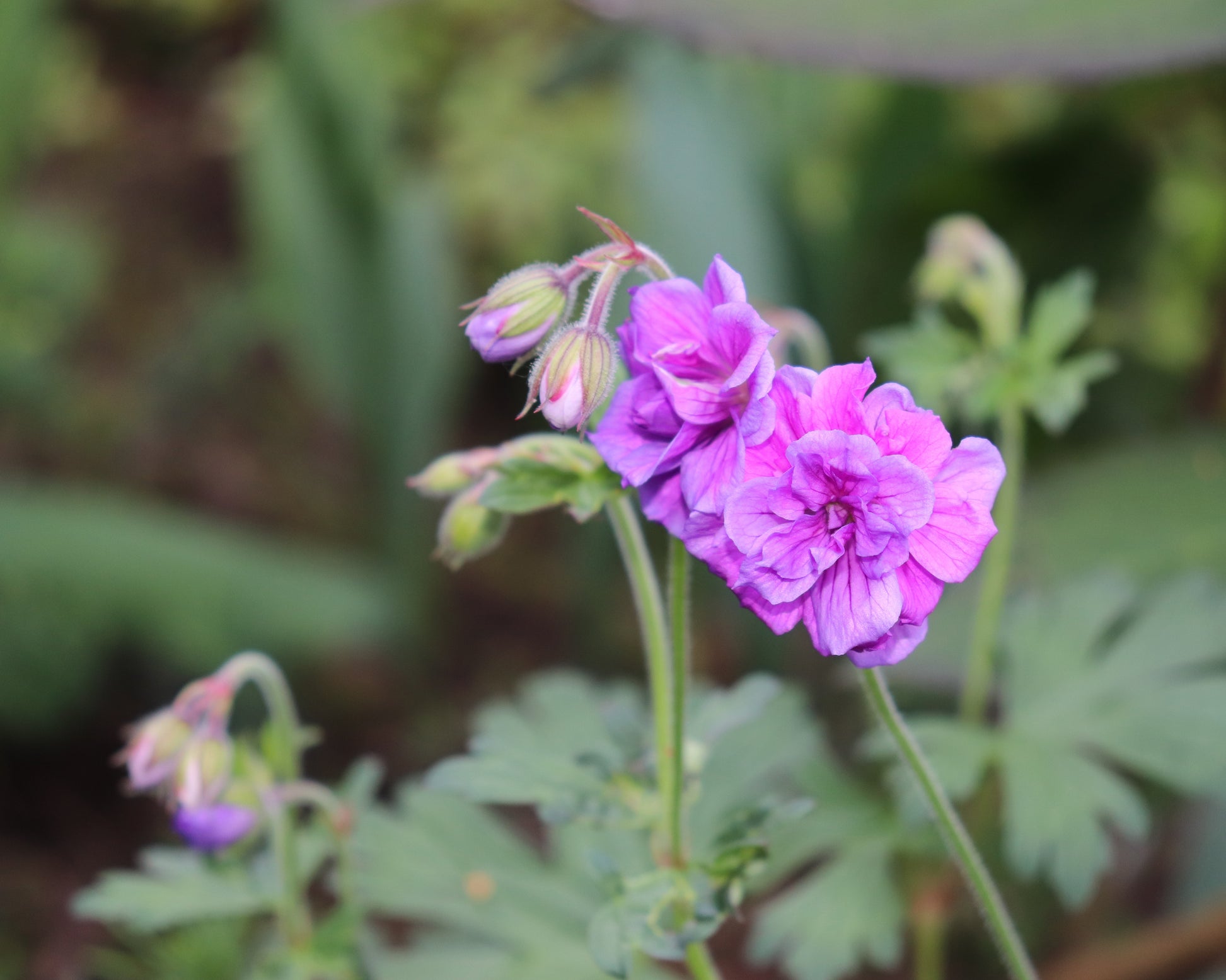 Geranium himalayense 'Plenum' bare roots — Buy double-flowered ...