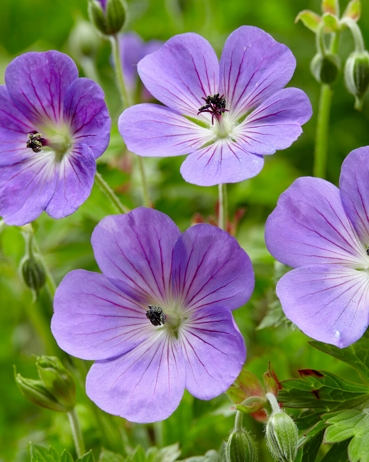Geranium Rozanne ('Gerwat'ᴾᴮᴿ) bare roots — Buy Rozanne cranesbill ...