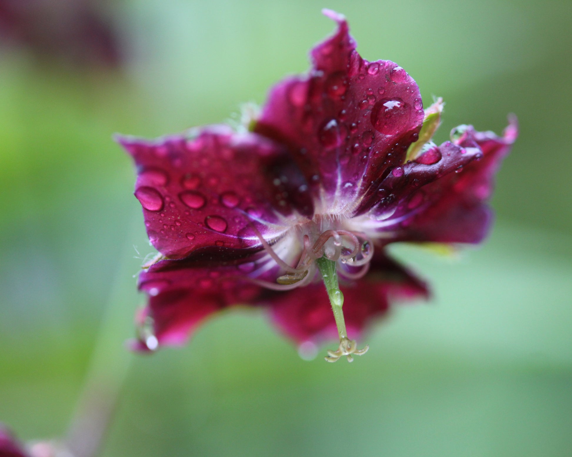 Geranium phaeum 'Samobor' bare roots — Buy dusky cranesbill online at ...