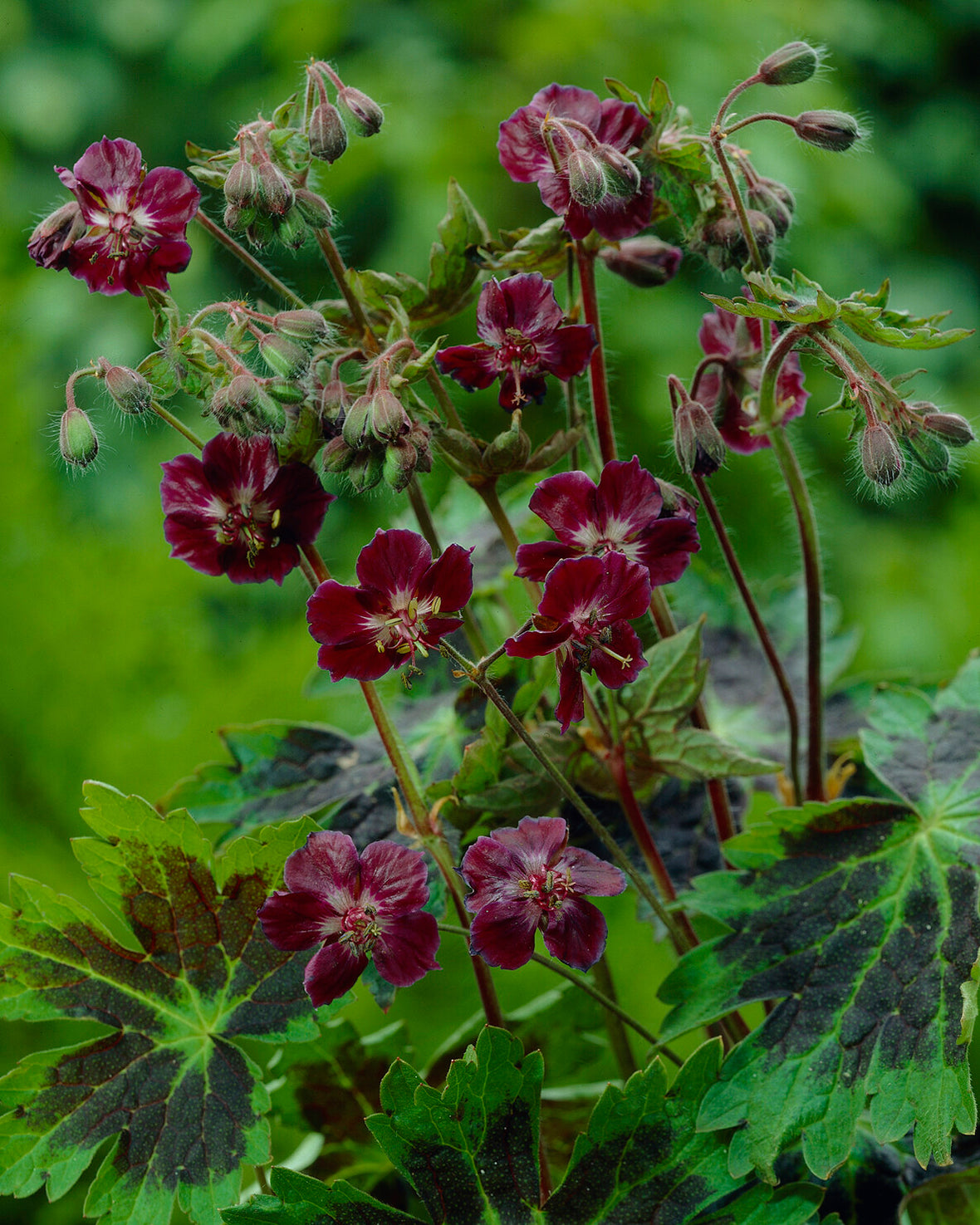 Geranium phaeum 'Samobor' bare roots — Buy dusky cranesbill online at ...