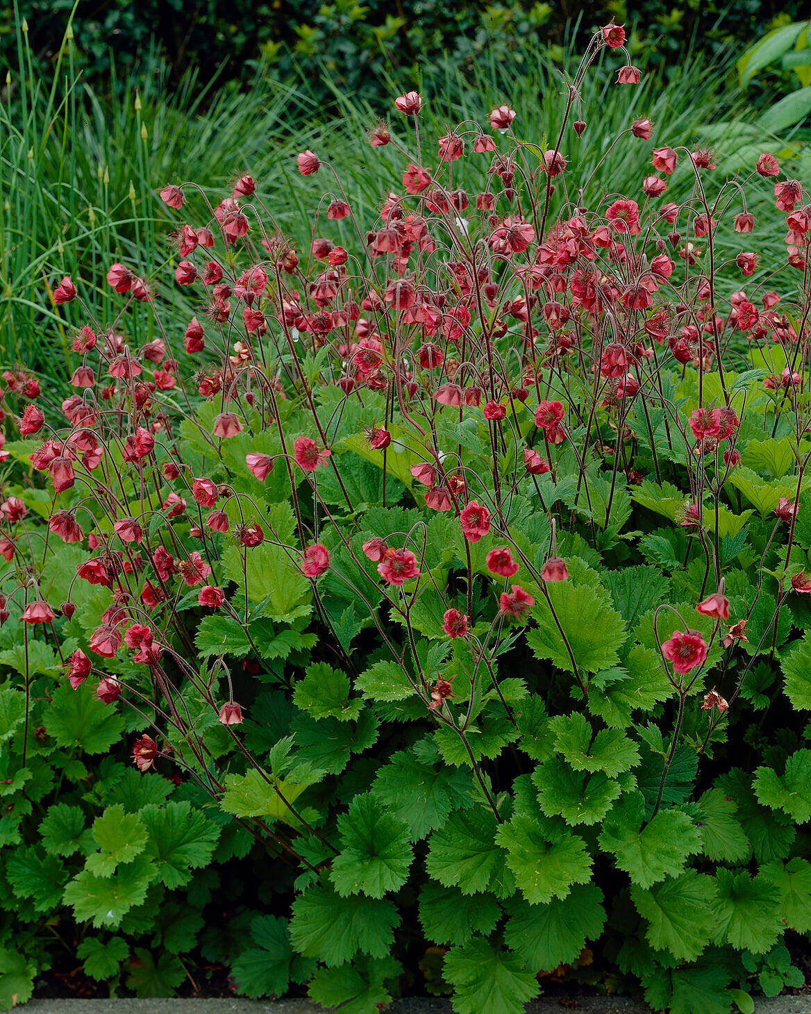 Geum rivale 'Leonard's Variety' bare roots — Buy red water avens online ...