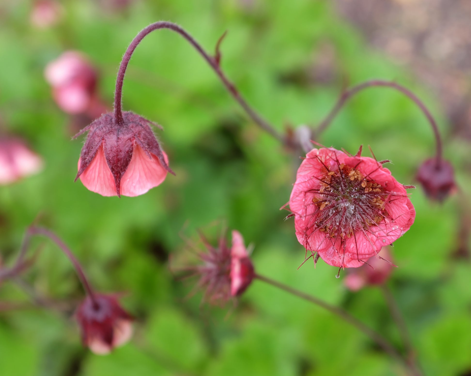Geum rivale 'Leonard's Variety' bare roots — Buy red water avens online ...