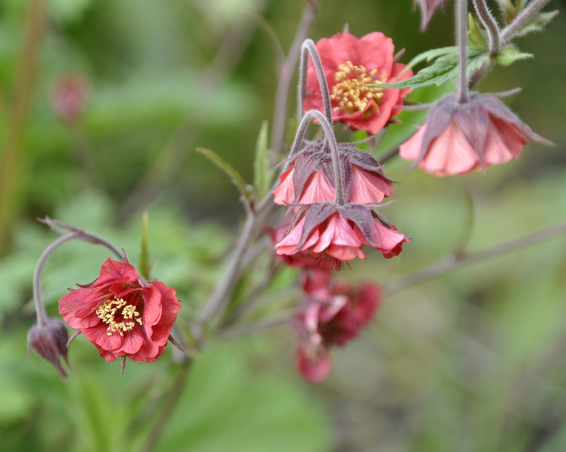 Geum rivale 'Leonard's Variety' bare roots — Buy red water avens online ...