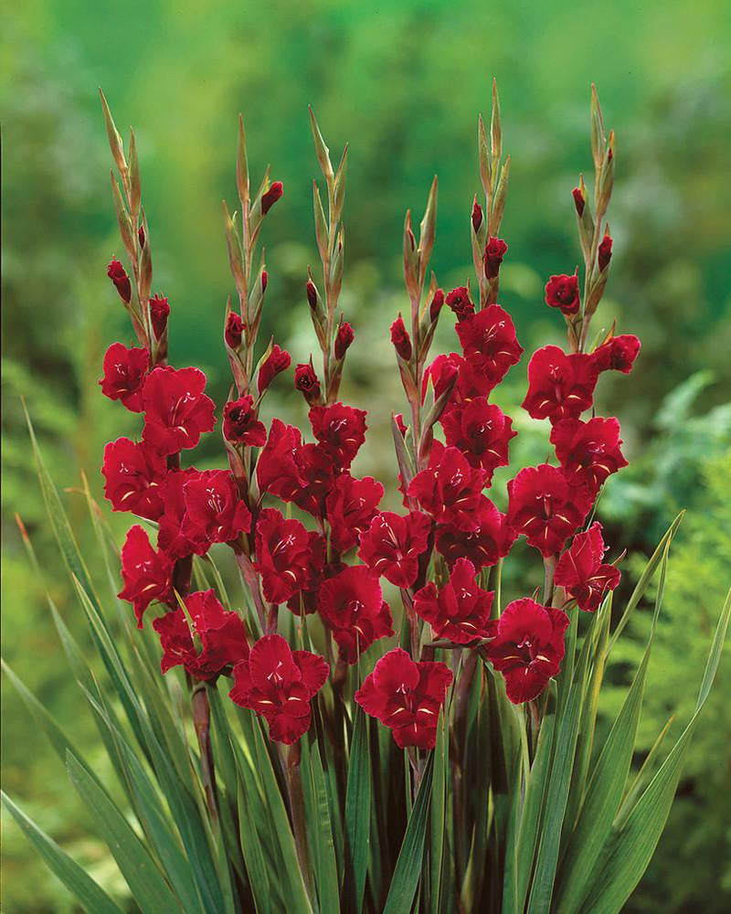 Gladiolus 'Holland Pearl' bulbs/corms | Buy wine|red Glads online at ...