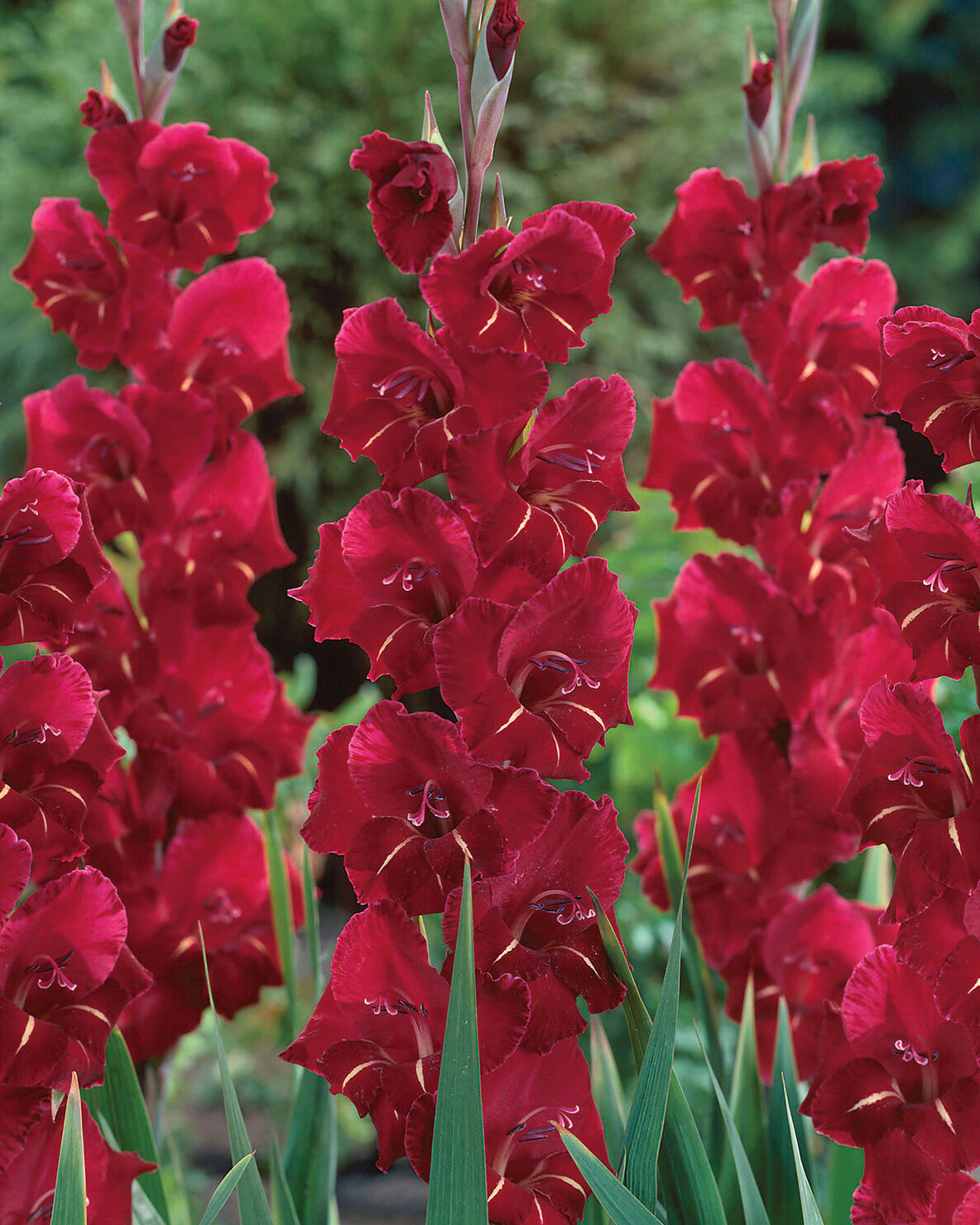 Gladiolus 'Holland Pearl' bulbs/corms — Buy wine—red Glads online at ...