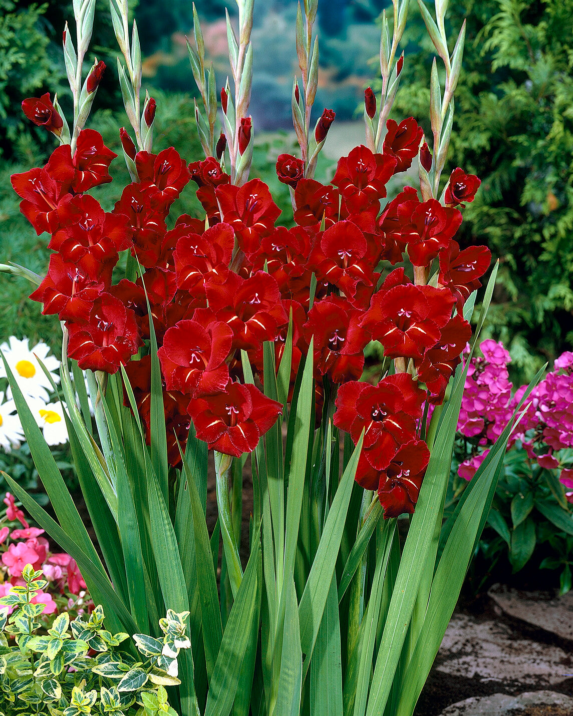 Gladiolus 'Holland Pearl' bulbs/corms — Buy wine—red Glads online at ...