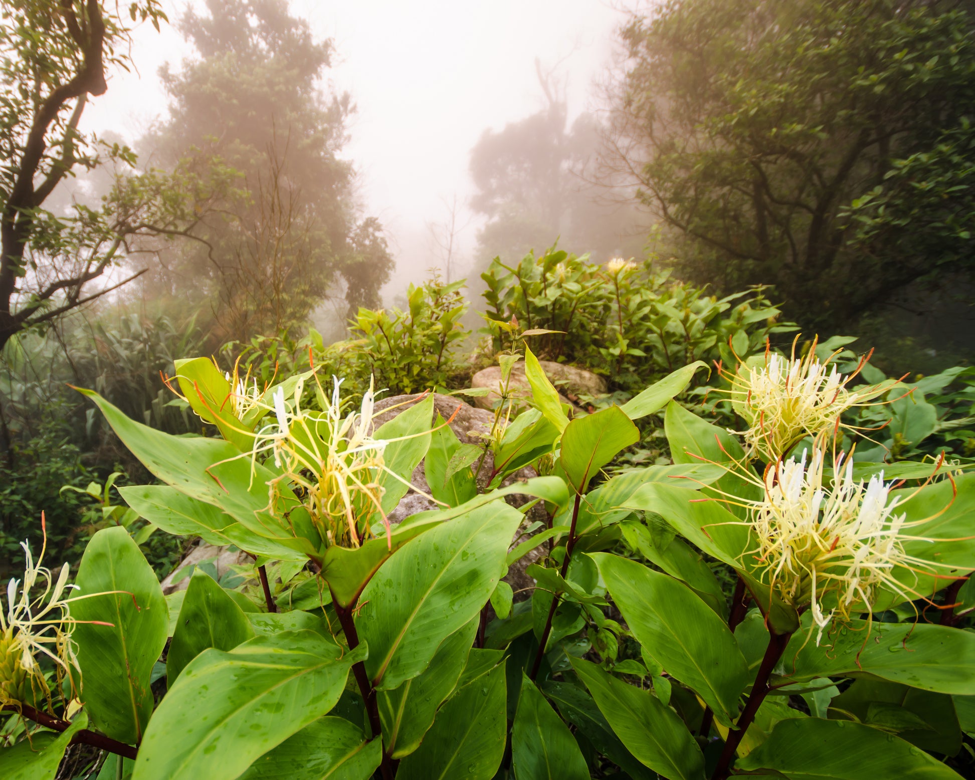 Hedychium ellipticum — Buy white 'Ginger Lily' rhizomes online at ...