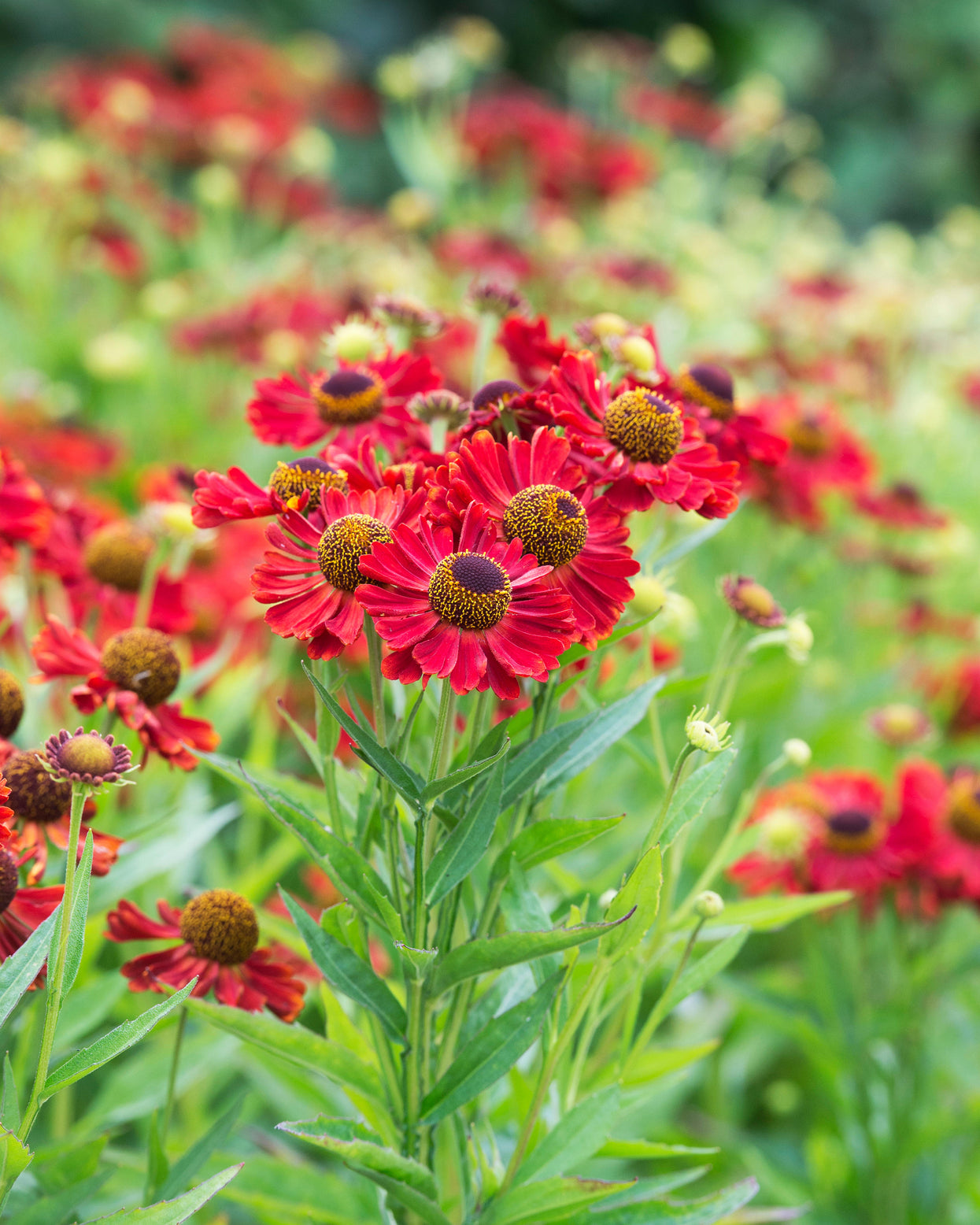 Helenium autumnale 'Siesta' bare roots — Buy sneezeweed online at ...