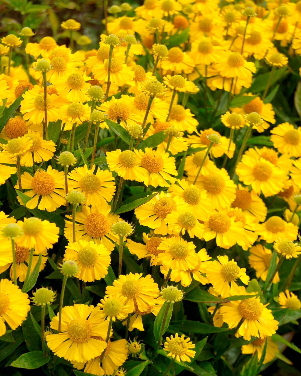 Helenium autumnale 'Sombrero' bare roots — Buy yellow sneezeweed online ...
