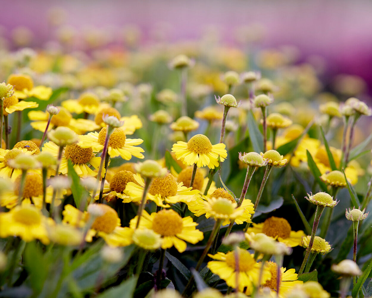 Helenium autumnale 'Sombrero' bare roots — Buy yellow sneezeweed online ...