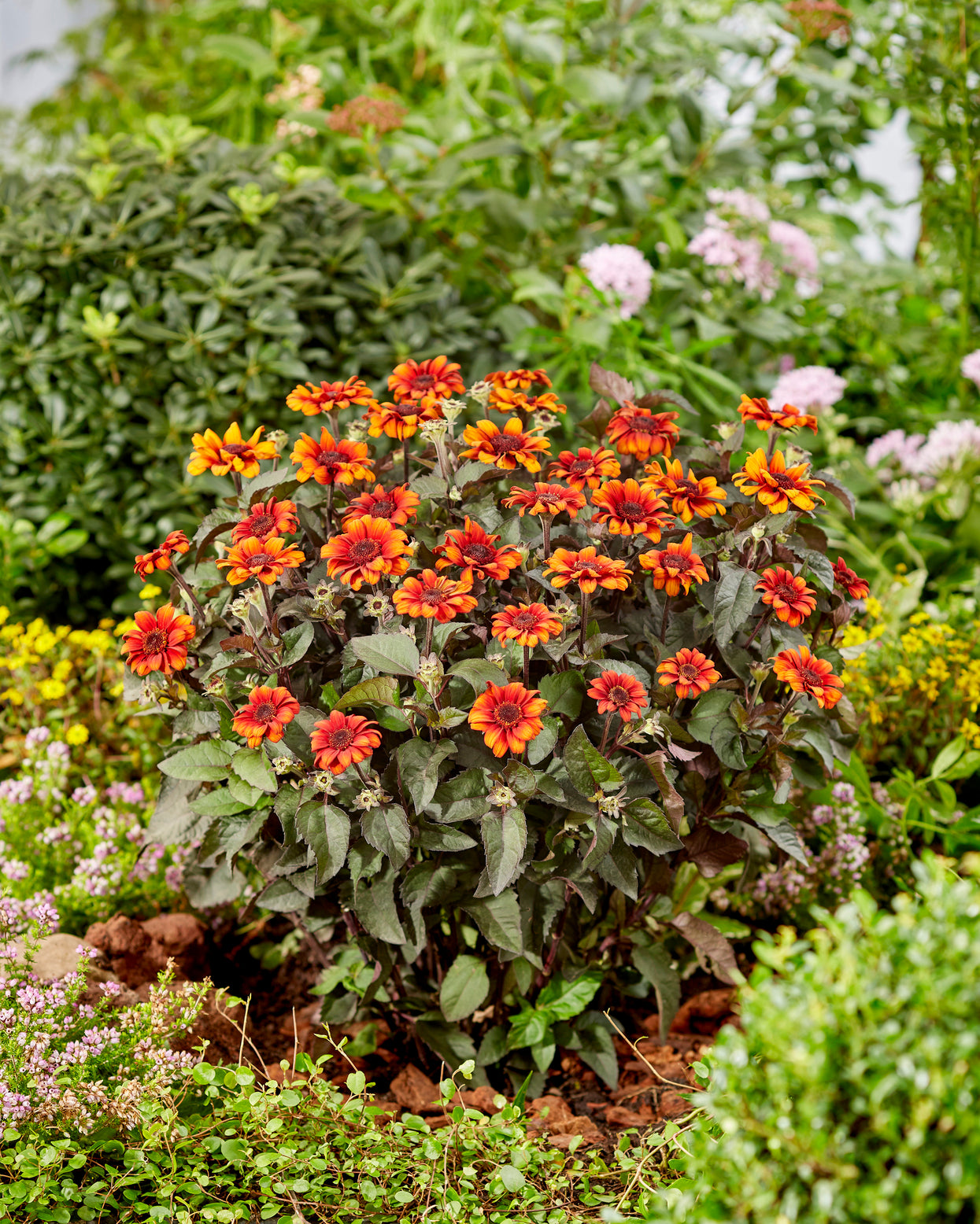 Heliopsis helianthoides 'Luna Roja' bare roots | Buy oxeye plants ...