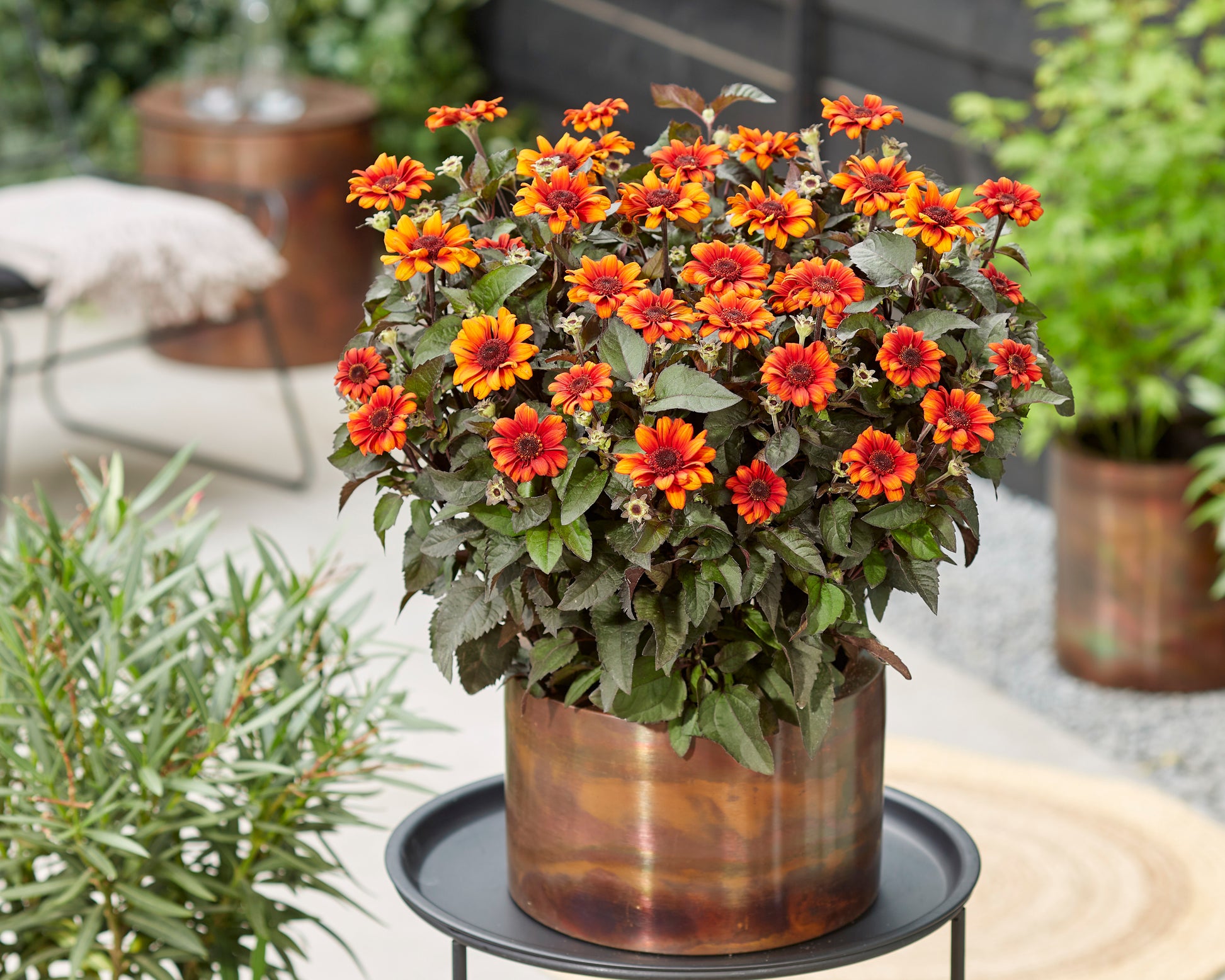 Heliopsis helianthoides 'Luna Roja' bare roots | Buy oxeye plants ...