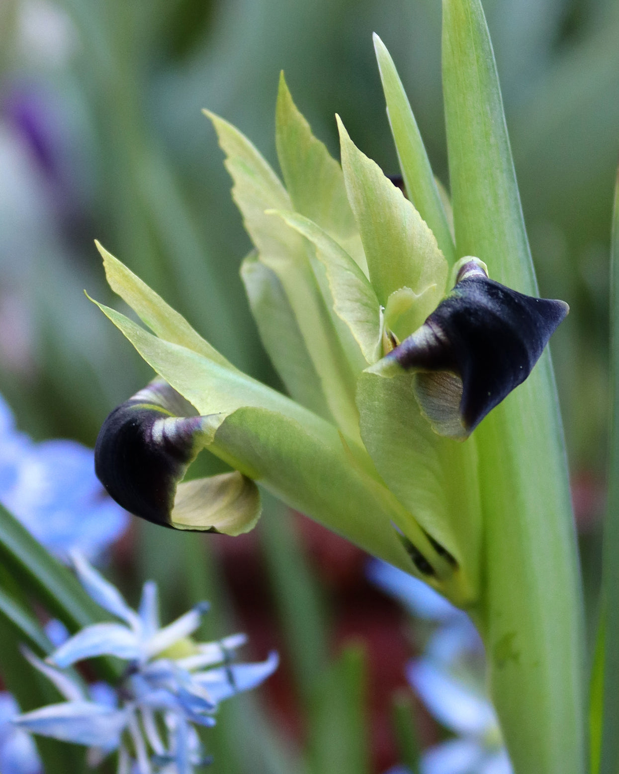 Hermodactylus tuberosus bulbs | Buy Iris tuberosa online at Farmer Gracy UK