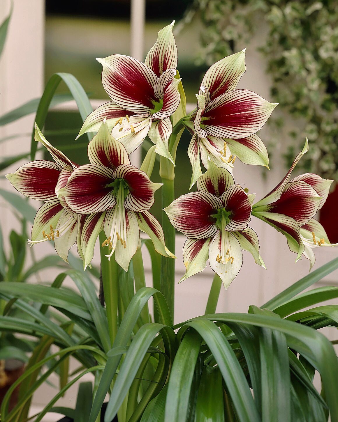 Hippeastrum papilio (butterfly amaryllis) bulbs — Buy Amaryllis ...
