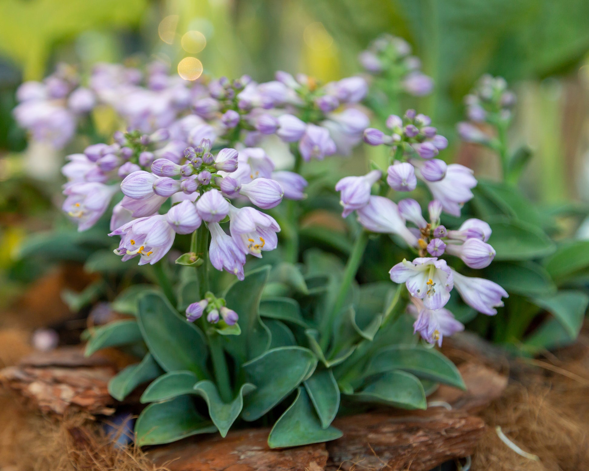 Hosta 'Blue Mouse Ears' bare roots | Buy blue plantain lilies online at ...