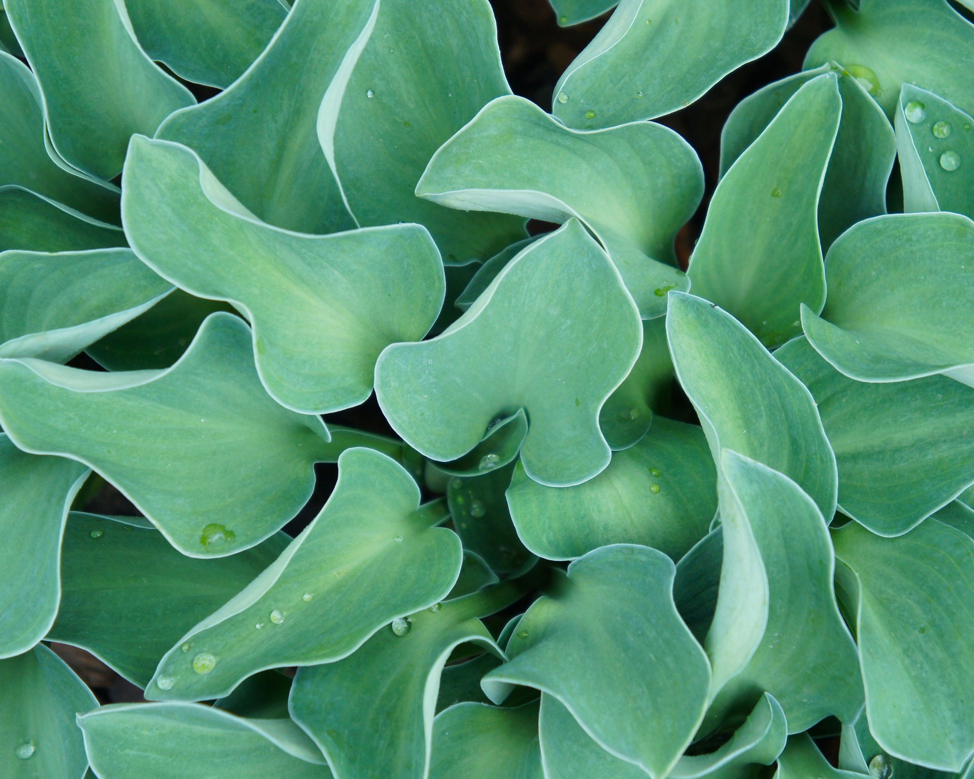Hosta 'Blue Mouse Ears' bare roots — Buy blue plantain lilies online at ...