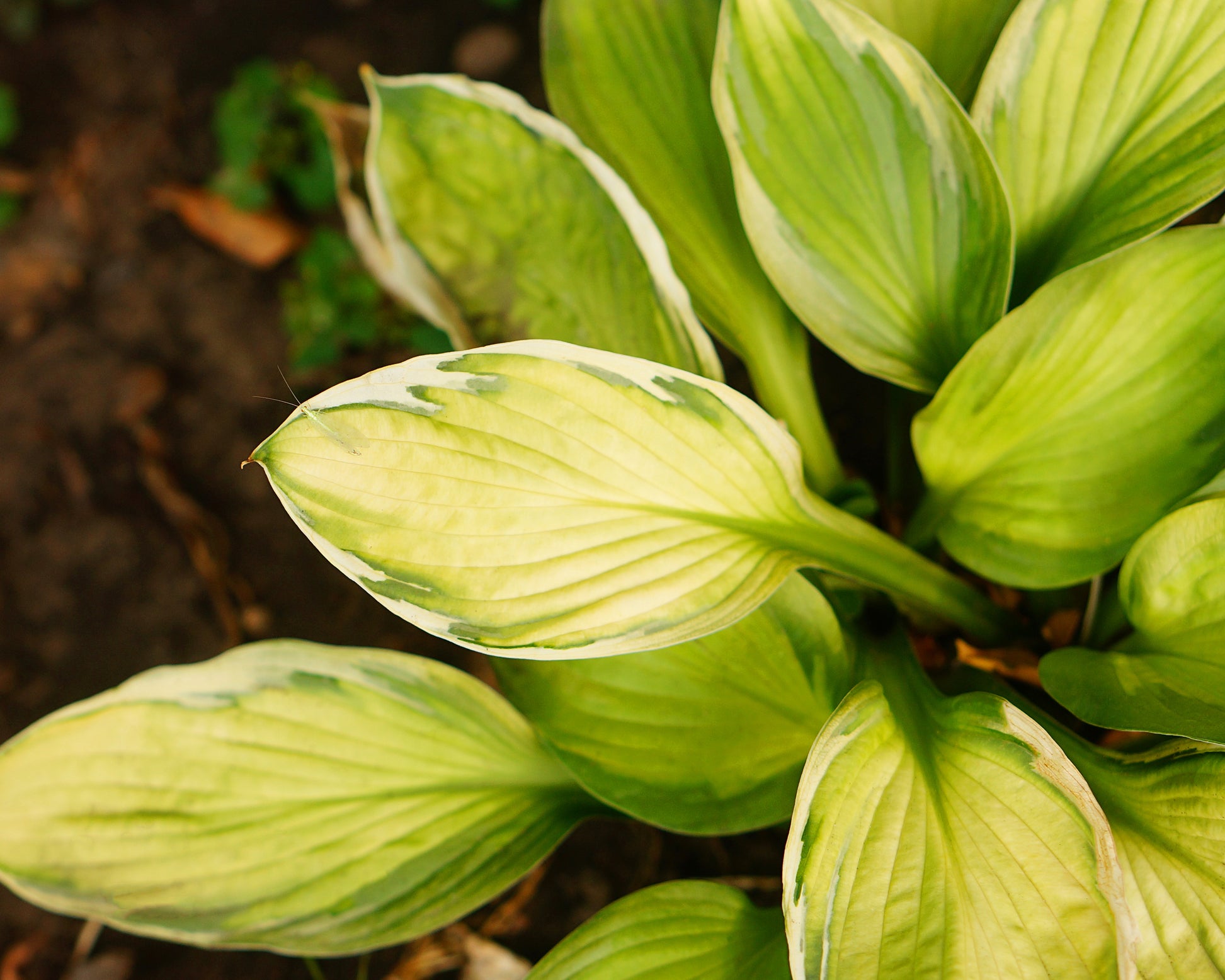 Hosta 'Captain's Adventure' bare roots — Buy plantain lilies online at ...