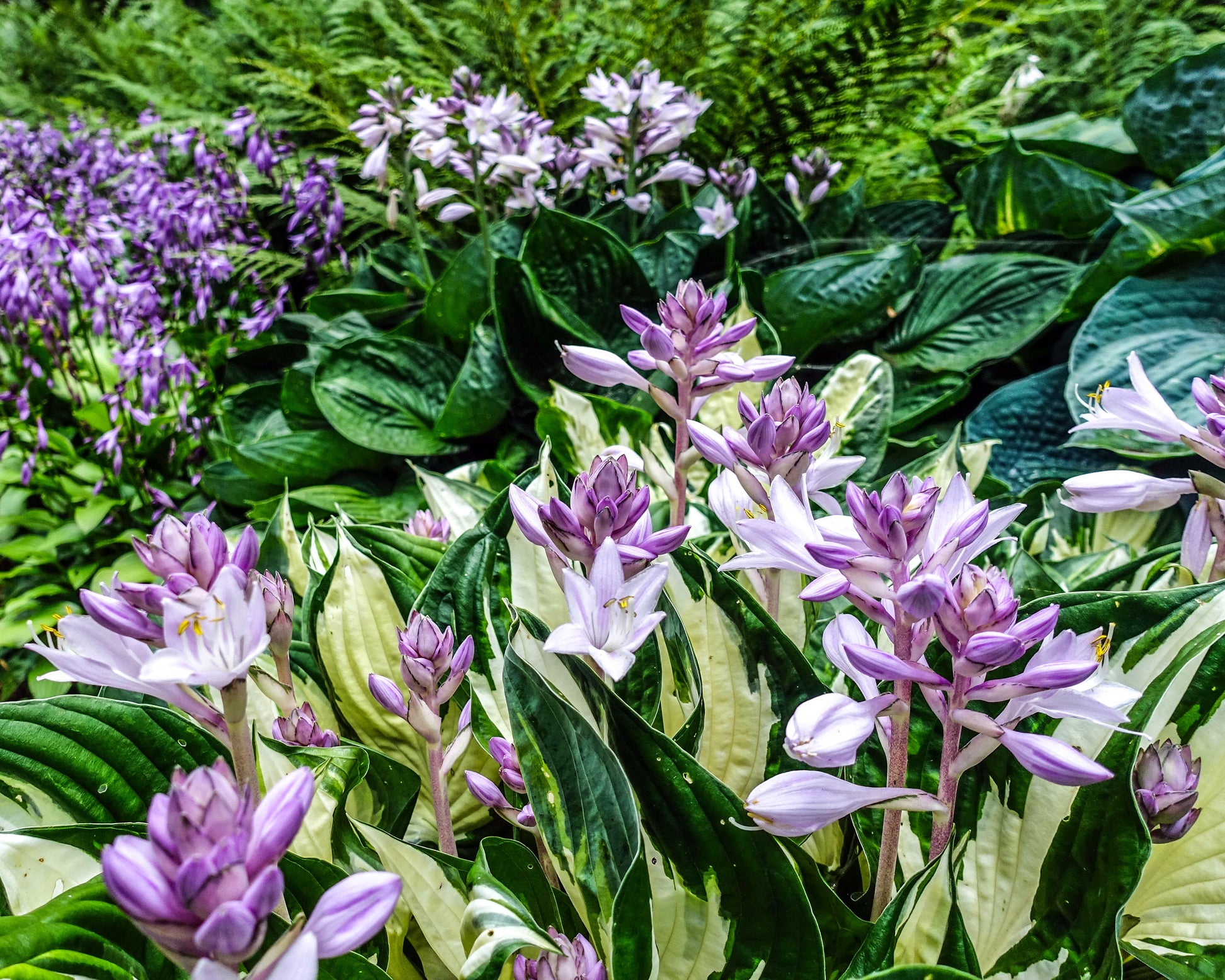 Hosta 'Fire and Ice' bare roots — Buy plantain lilies online at Farmer ...