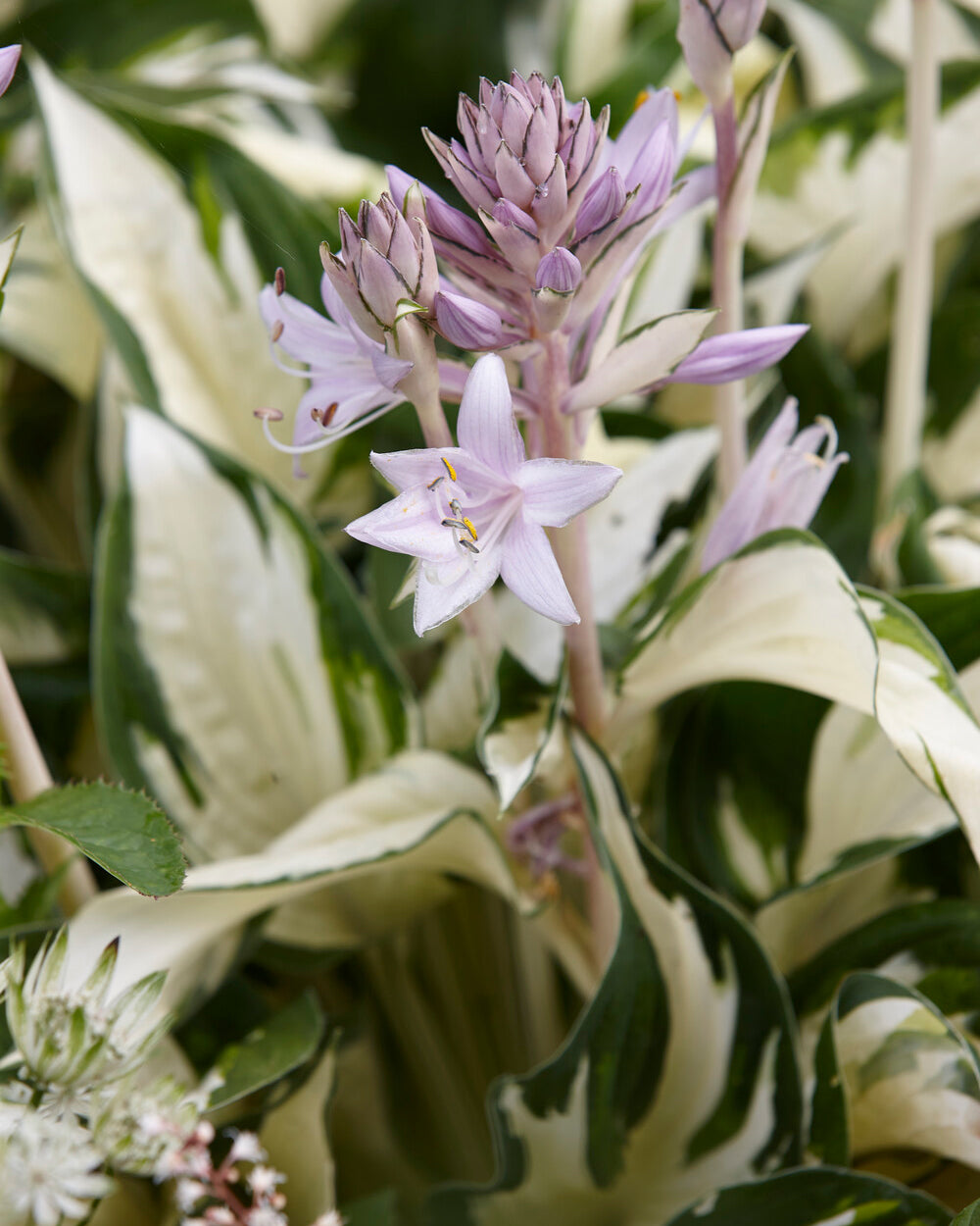Hosta 'Fire and Ice' bare roots — Buy plantain lilies online at Farmer ...