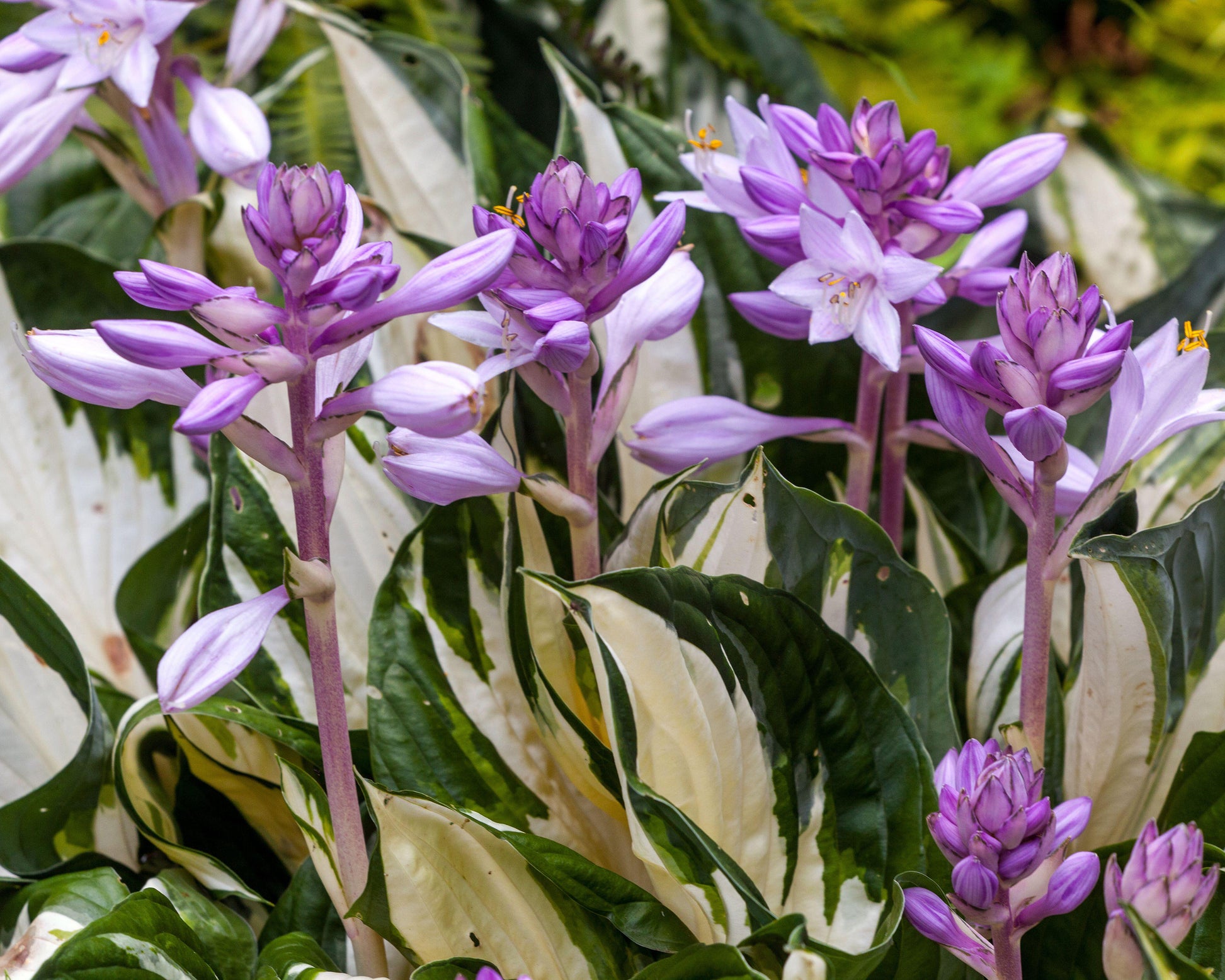 Hosta 'Fire and Ice' bare roots — Buy plantain lilies online at Farmer ...