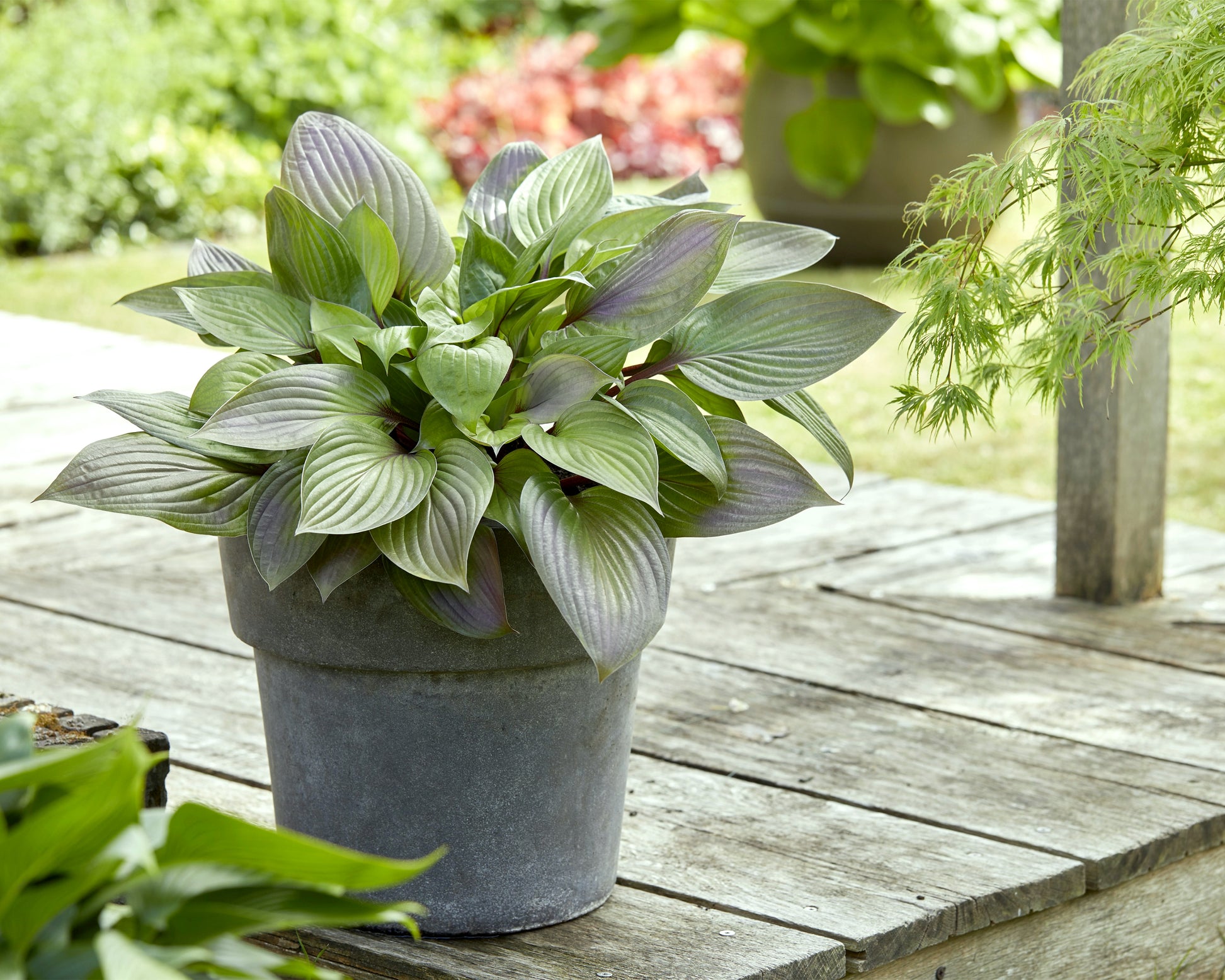 Hosta 'First Blush' bare roots — Buy plantain lilies online at Farmer ...